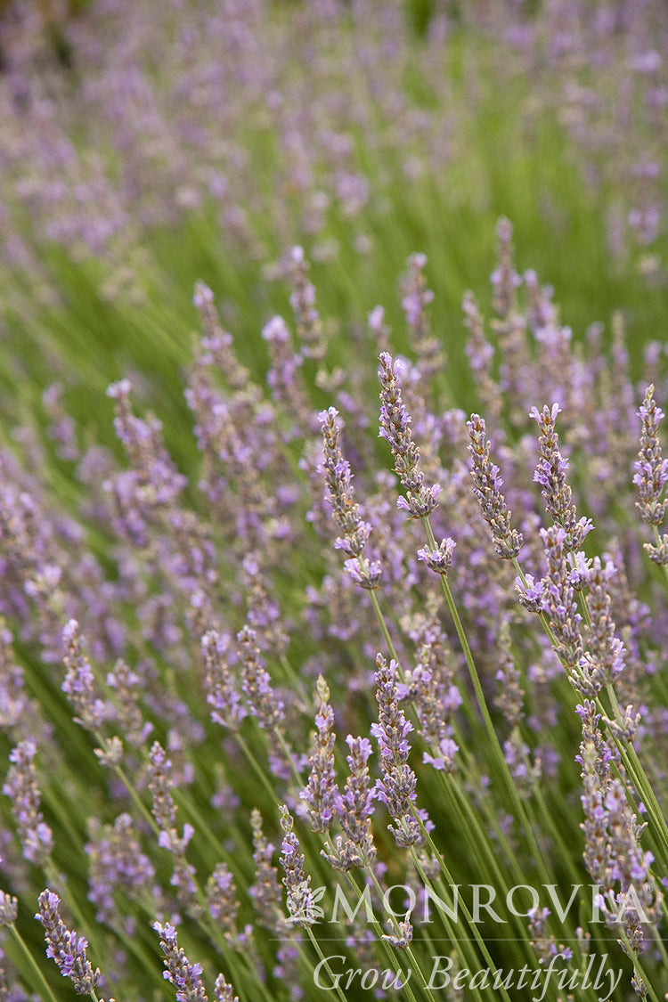 English vs. French Lavender: 6 Beautiful Lavender Varieties for Gardens ...