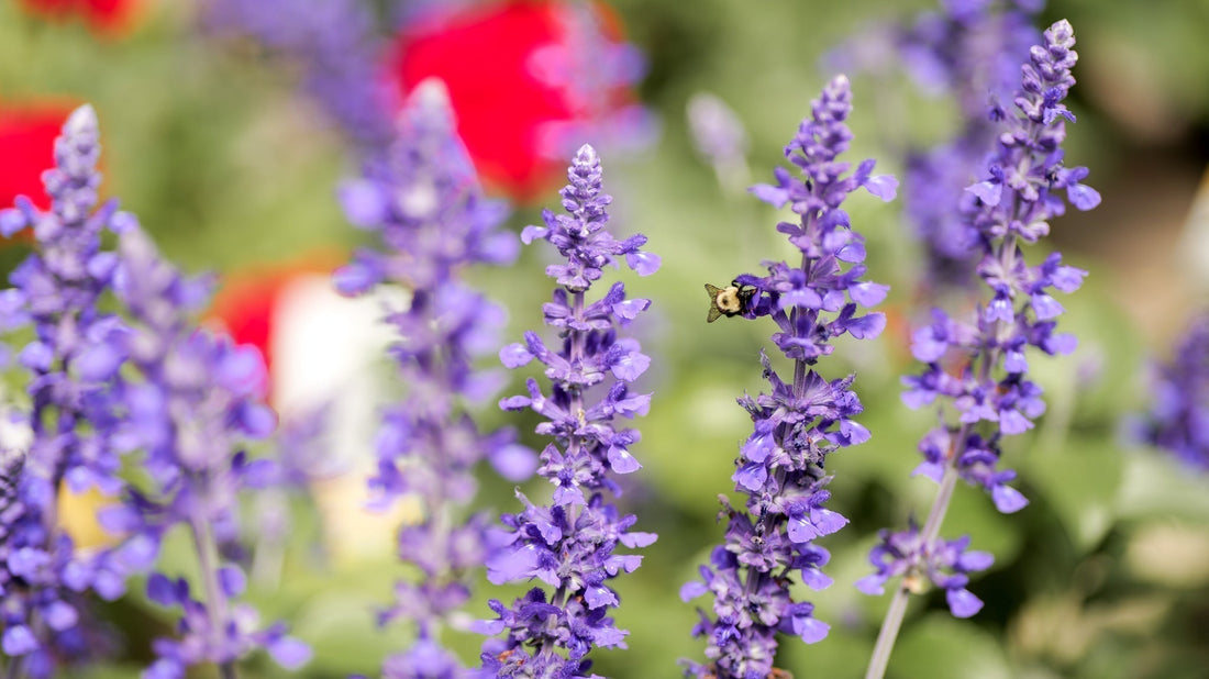 Pollinator Plants for Ohio Gardens | Berns Garden Center - Berns Garden ...