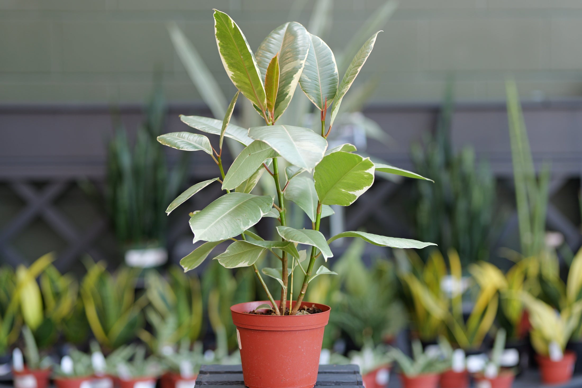 Fresh Start Foliage | Best Winter Houseplants for Ohio Homes - Berns ...