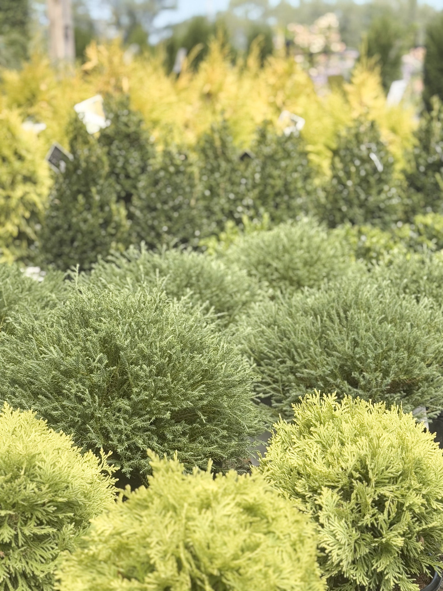 Foundation Favorites: Best Shrubs & Evergreens for Ohio Landscape ...