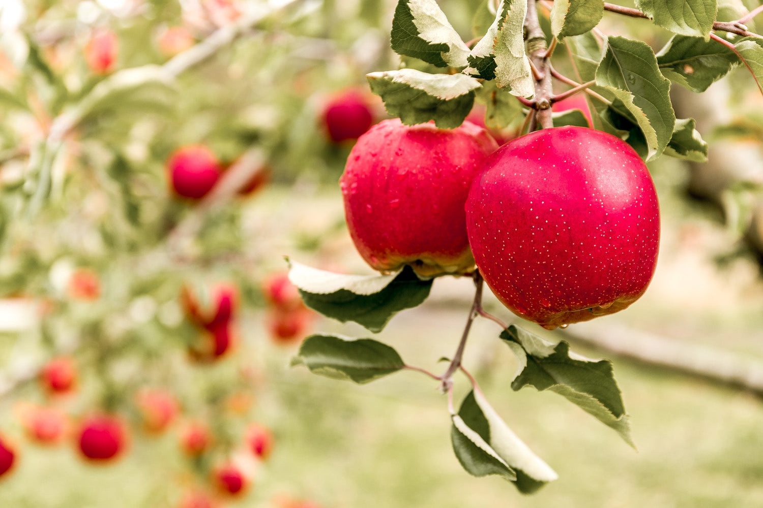 Fruit Trees & Bramble Plants - Berns Garden Center