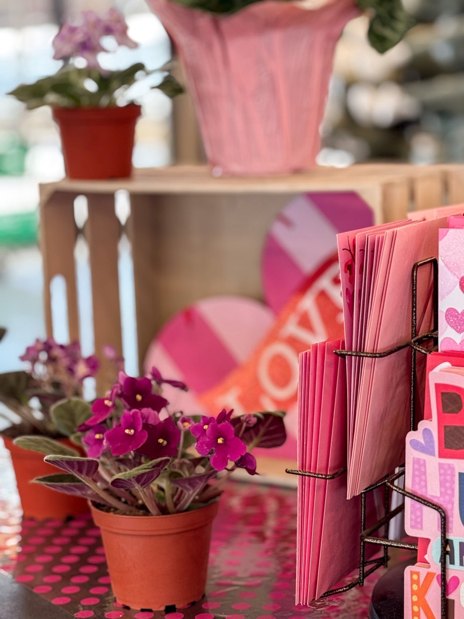 For the Love of Plants | Houseplants at Berns Garden Center - Berns ...