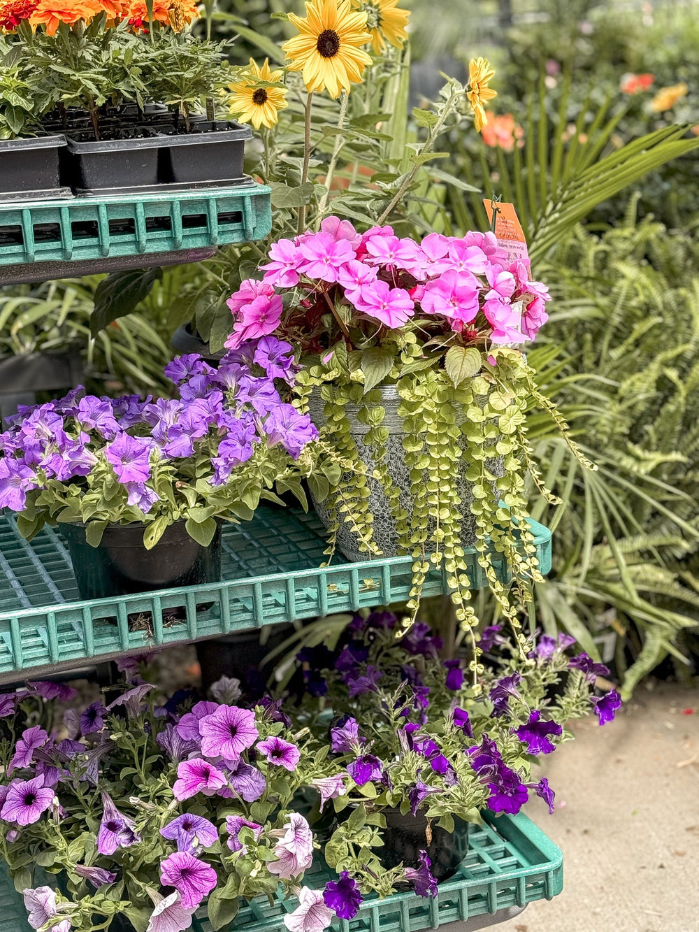 Middletown Berns Garden Center | Locally Grown Plants, Landscaping ...