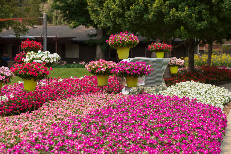 $15 Vinca Flats - Berns Garden Center