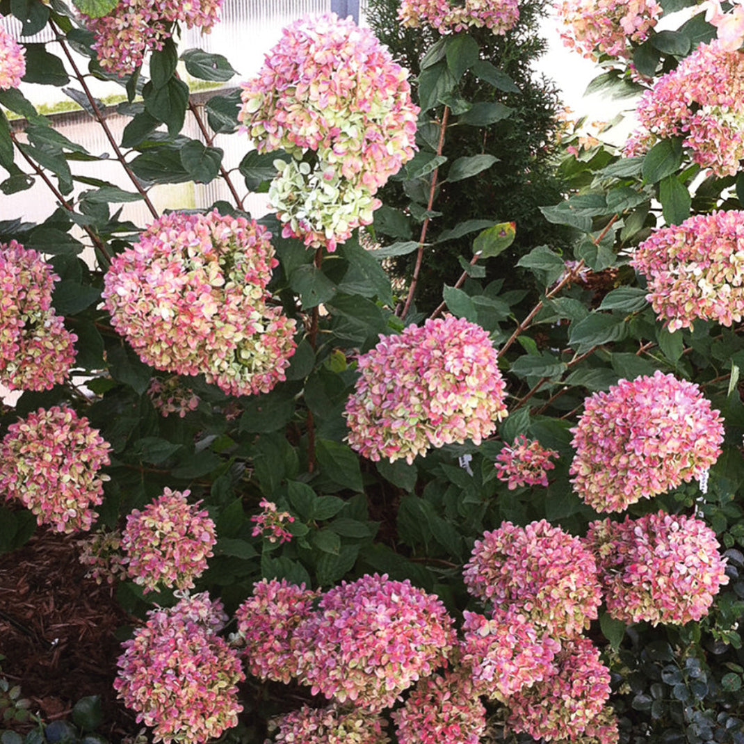 Shrubs - Berns Garden Center