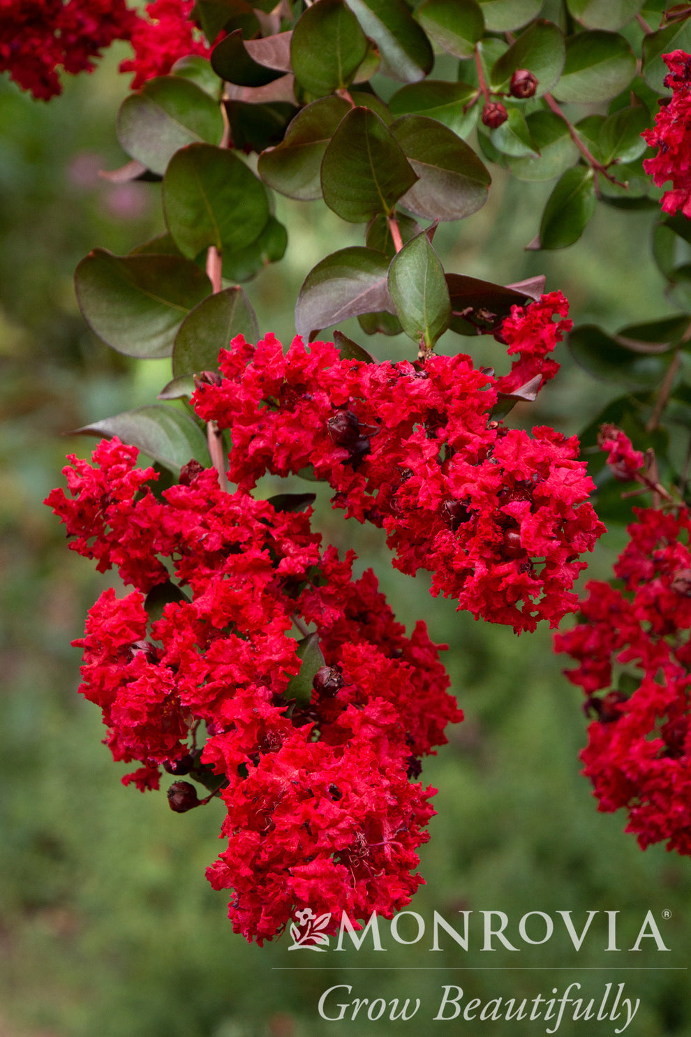 Lagerstroemia | Dynamite Crape Myrtle - Berns Garden Center