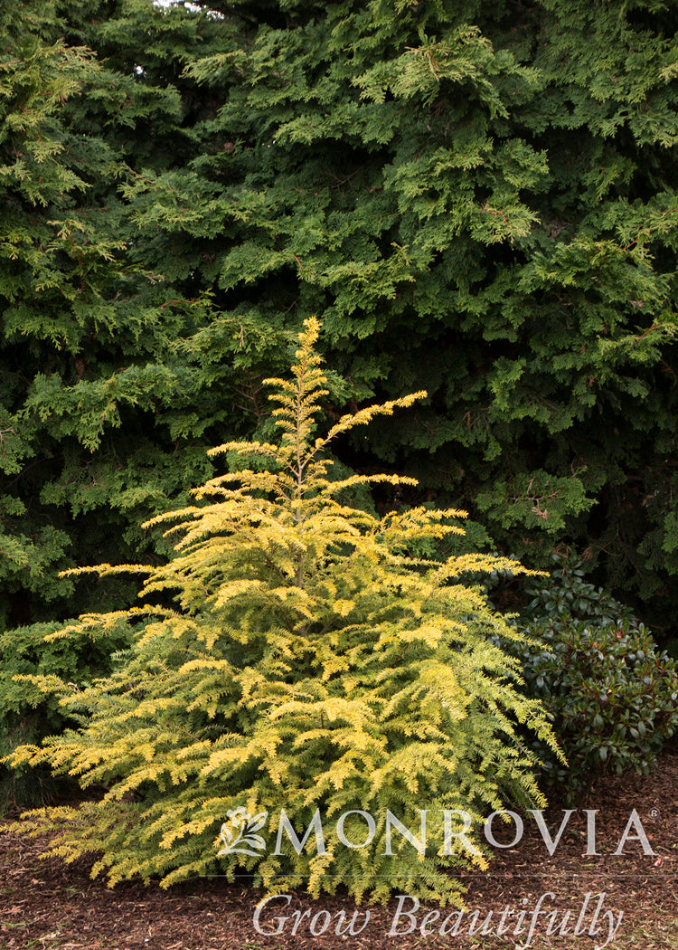Tsuga | Golden Duke Canadian Hemlock - 2 Gallon - Berns Garden Center