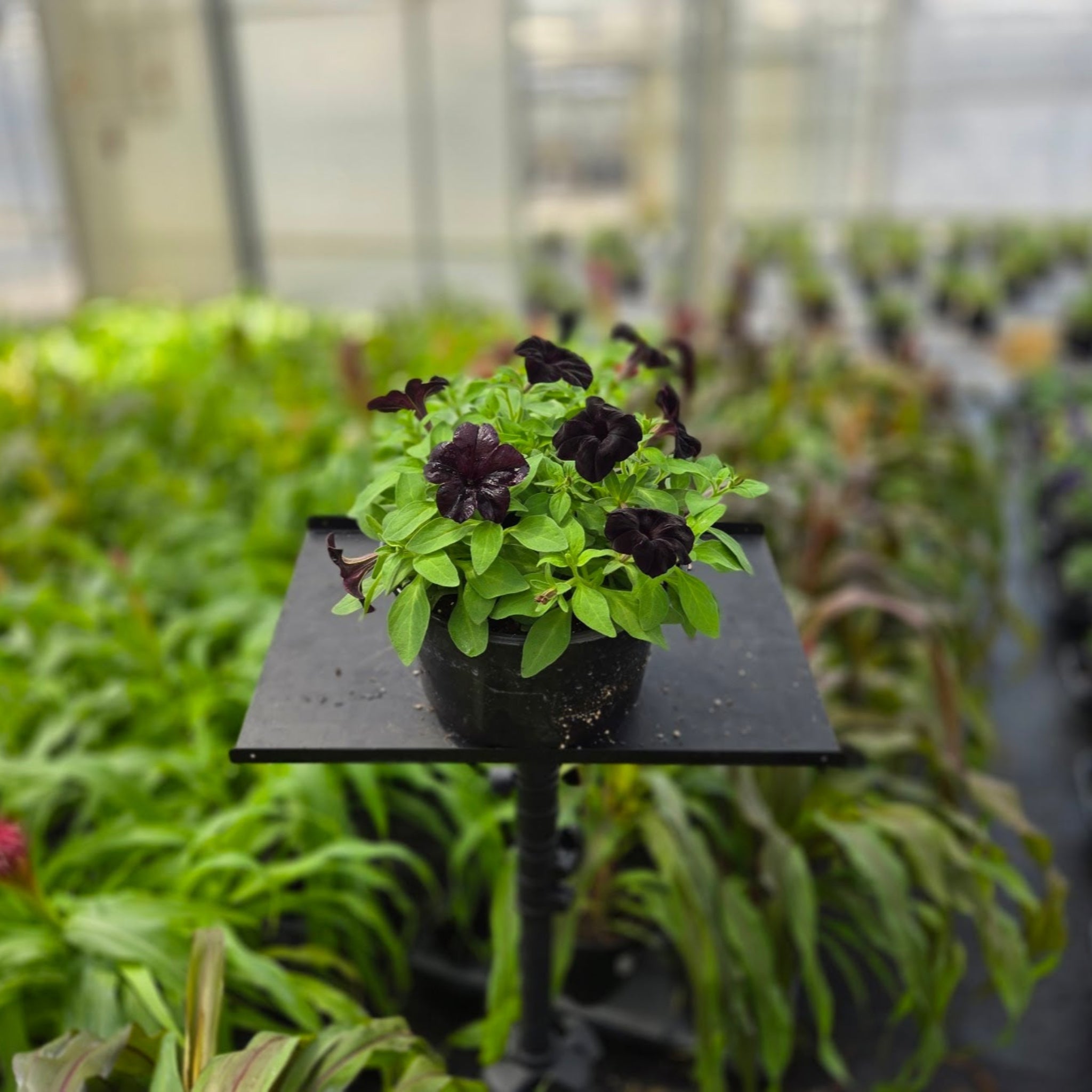Petunia | Mounding Black Magic - 3 Quart - Berns Garden Center