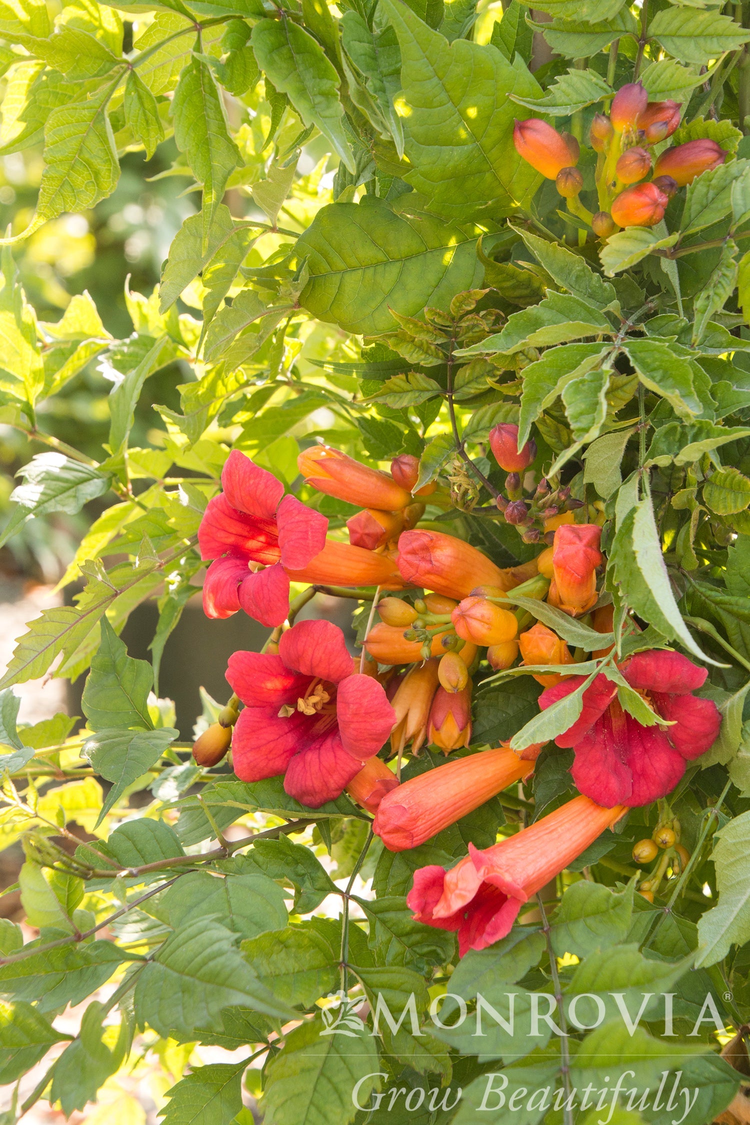 Campsis | Balboa Sunset Trumpet Vine - 2 Gallon - Berns Garden Center
