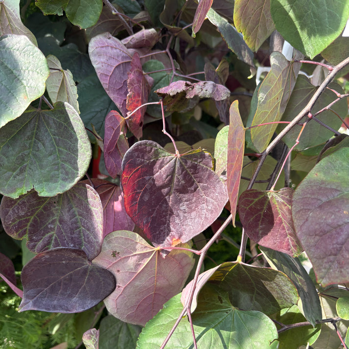 Cercis | Ruby Falls Weeping Redbud - Berns Garden Center