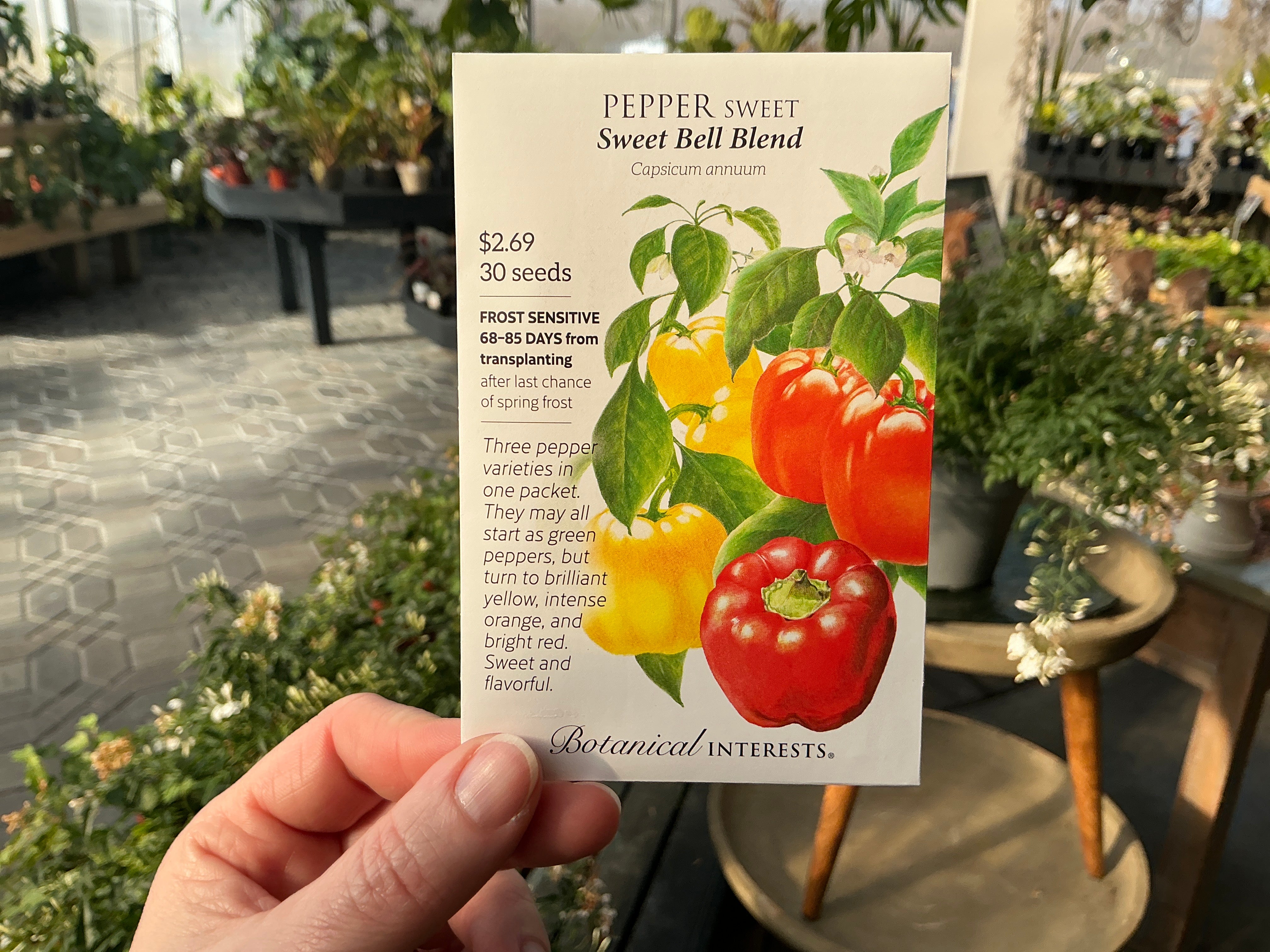 Capsicum | Sweet - Pepper Seed – Berns Garden Center