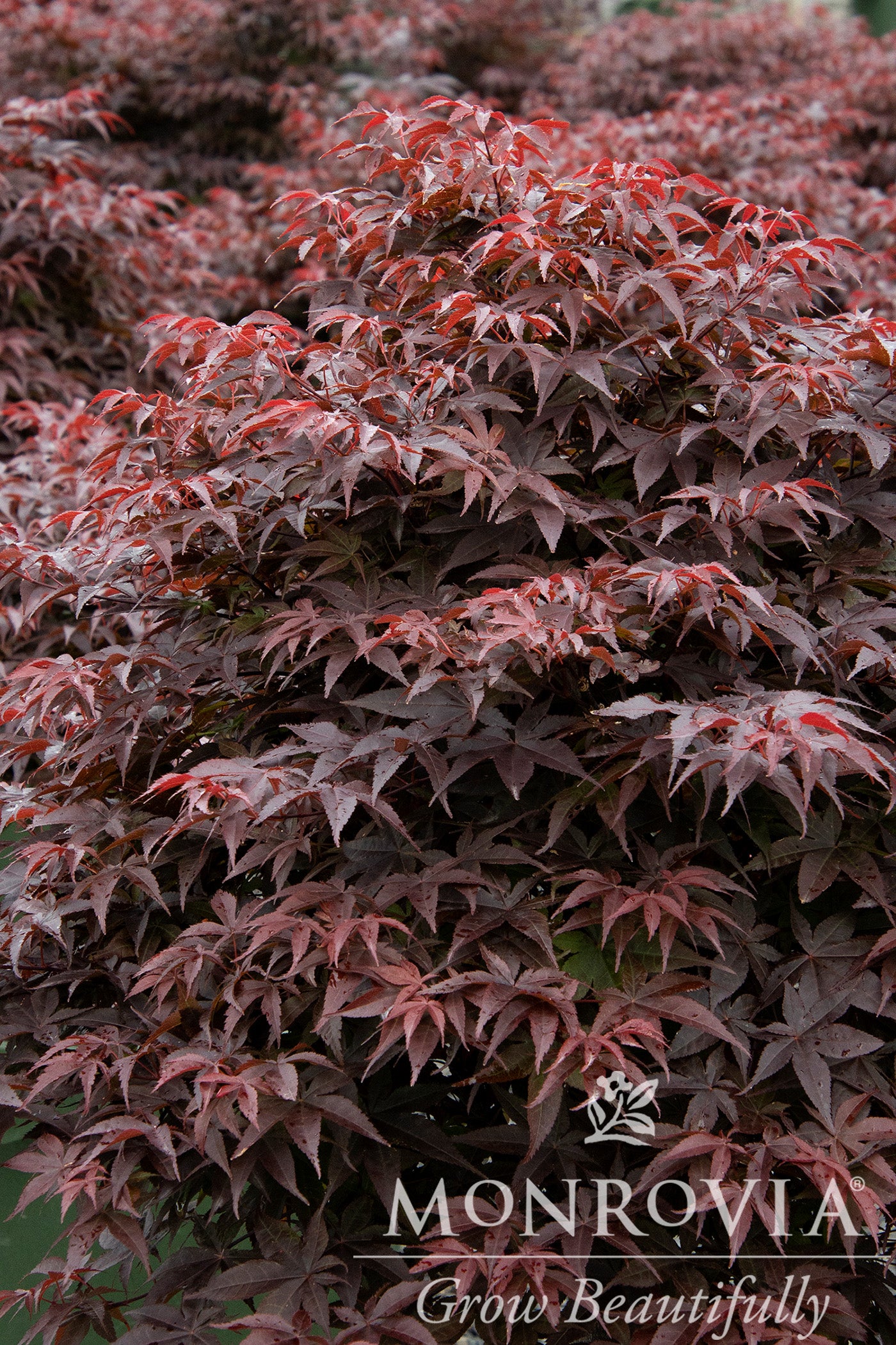 Acer | Rhode Island Red Japanese Maple - Berns Garden Center
