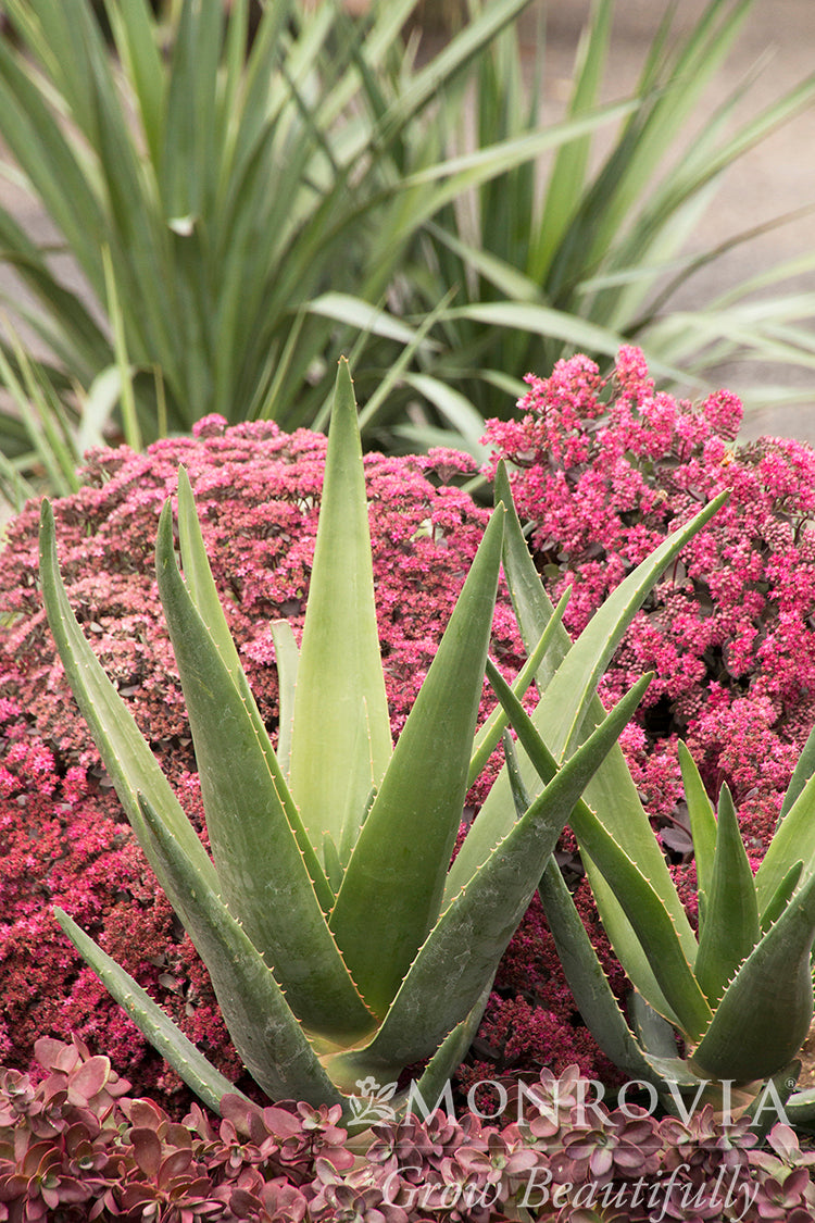Sedum | SunSparkler Stonecrop | FireCracker - 1 Gallon - Berns Garden ...