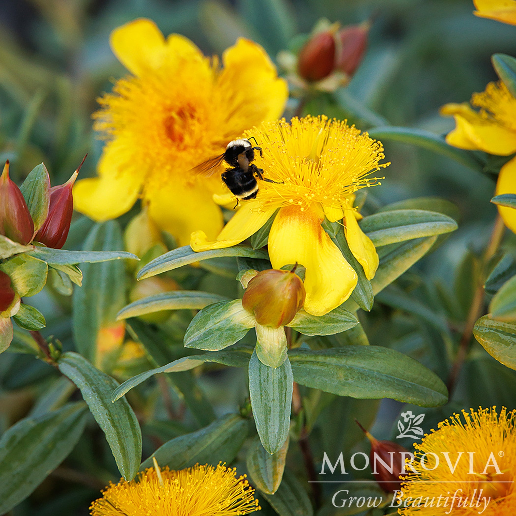 Hypericum | Sunburst St. John's Wort - 3 Gallon - Berns Garden Center