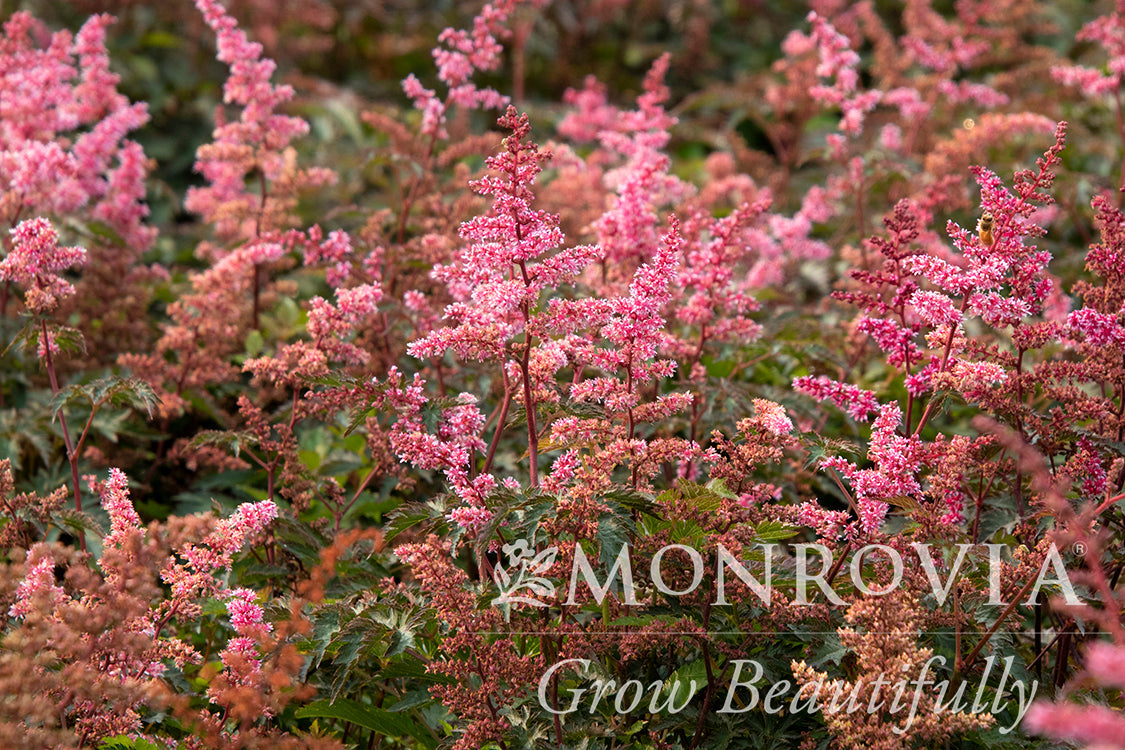 Astilbe | Key West Hybrid Astilbe - 1 Gallon - Berns Garden Center