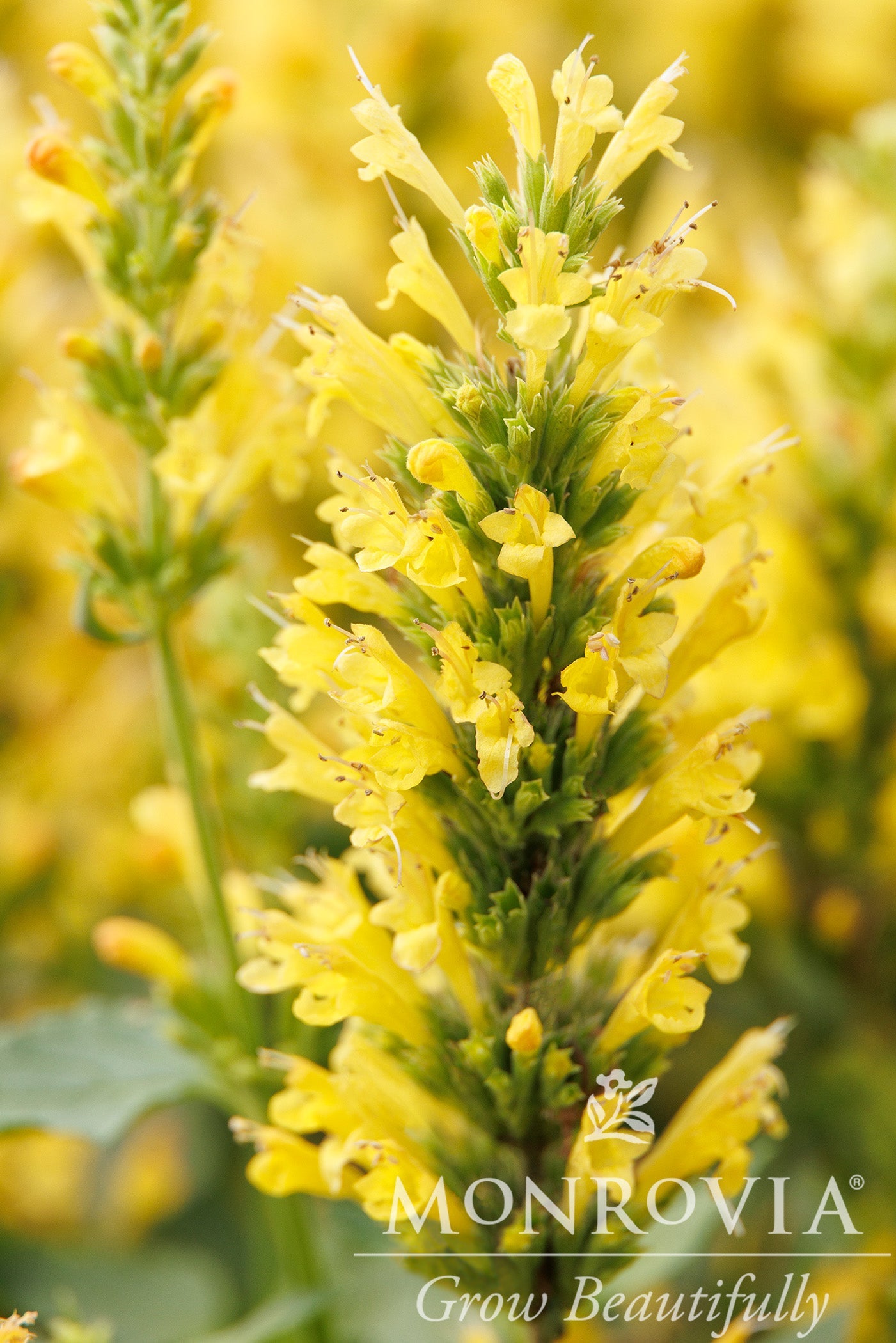 Agastache | Poquito Hummingbird Mint | Butter Yellow - 1 Gallon - Berns ...