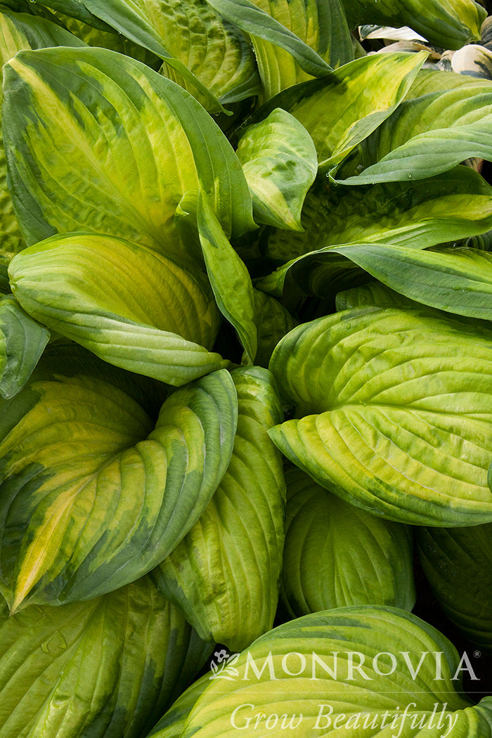 Hosta | Stained Glass Hosta - 1 Gallon - Berns Garden Center