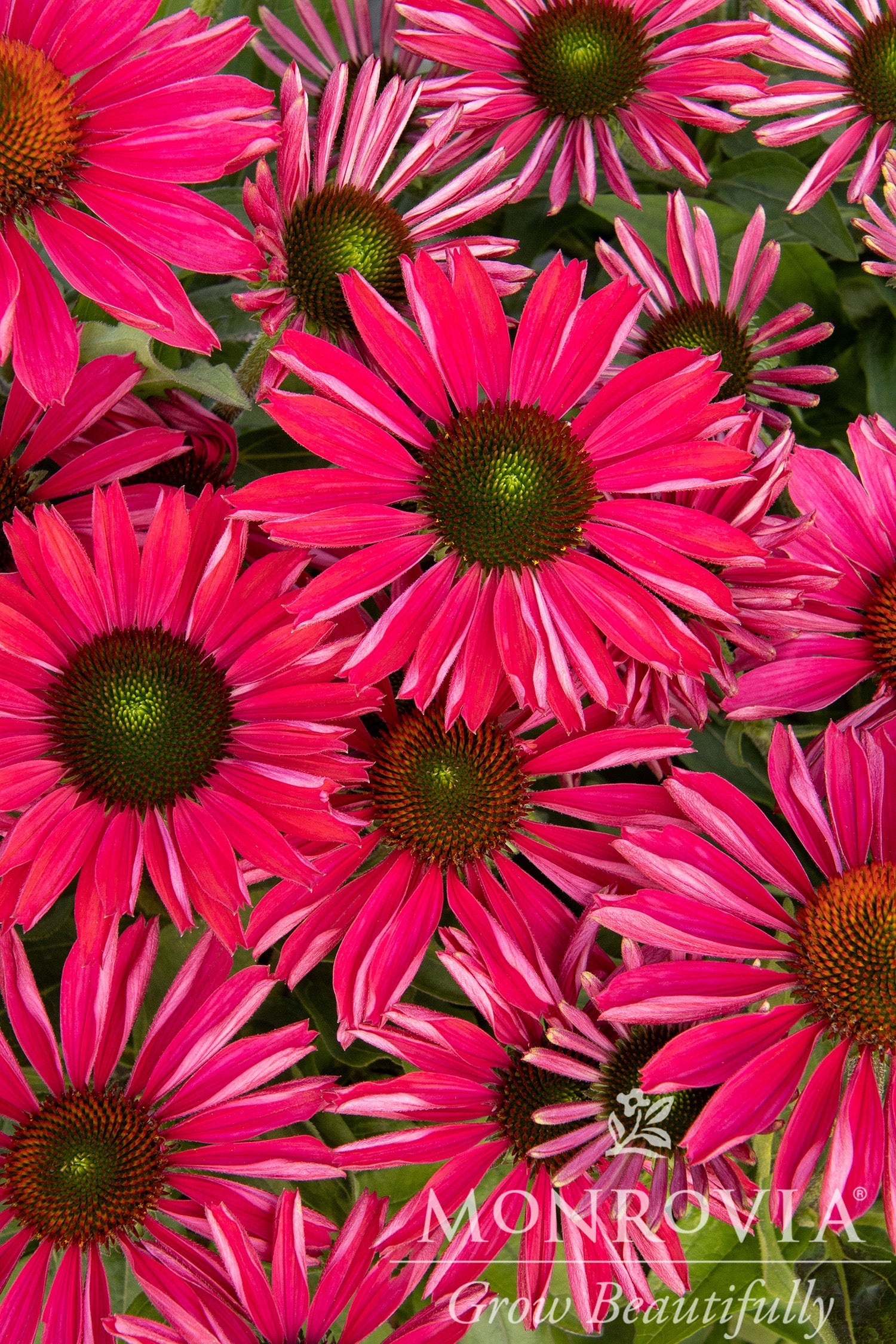 Echinacea | Kismet Coneflower | Raspberry - 1 Gallon - Berns Garden Center