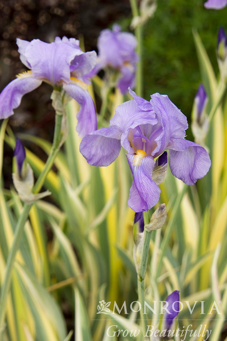 Iris | Variegated Sweet Flag Iris - 1 Gallon - Berns Garden Center