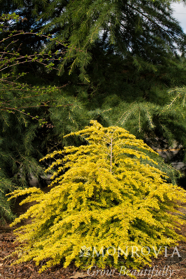 Tsuga | Golden Duchess Canadian Hemlock - 2 Gallon - Berns Garden Center