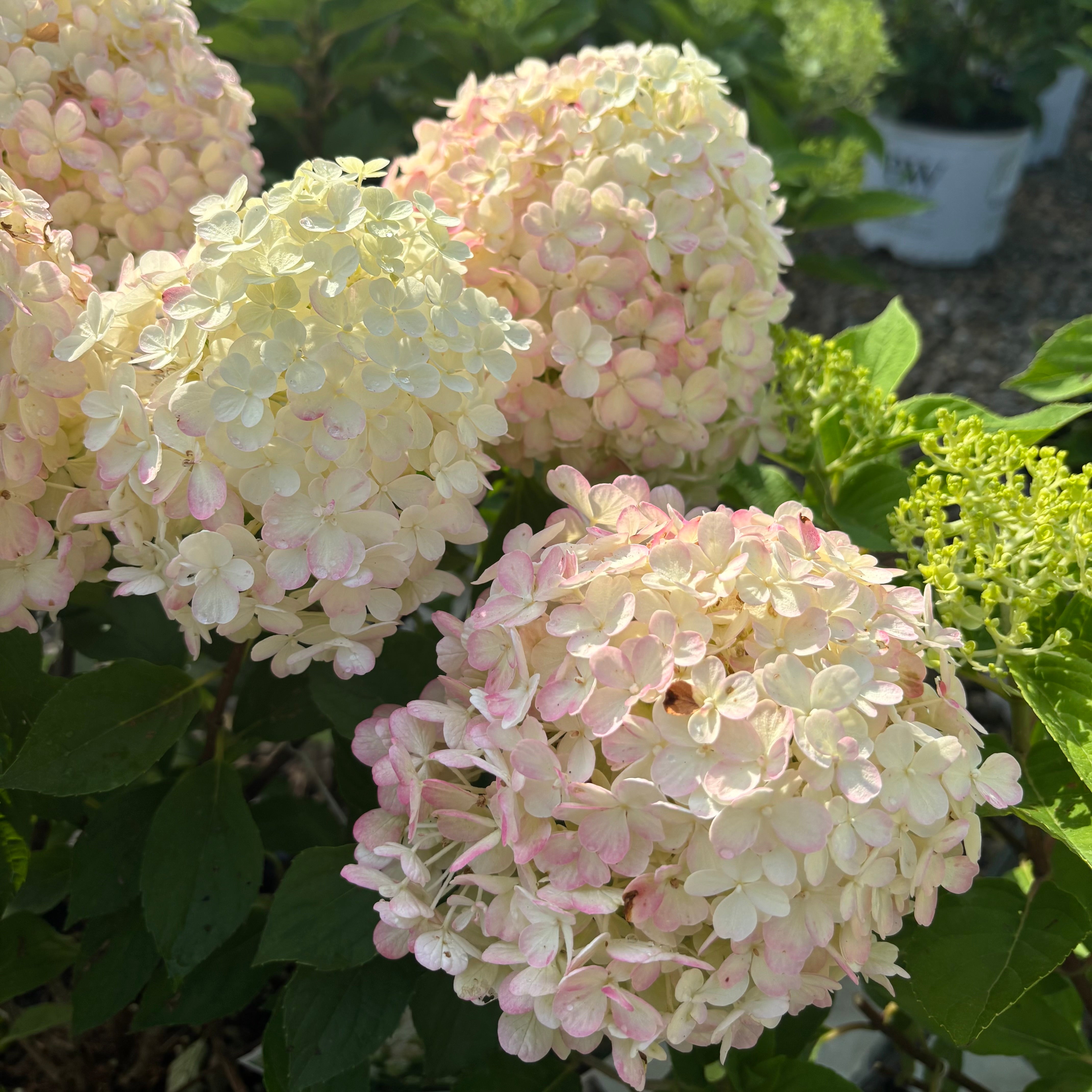 Hydrangea | Fire Light Tidbit Panicle Hydrangea - Berns Garden Center