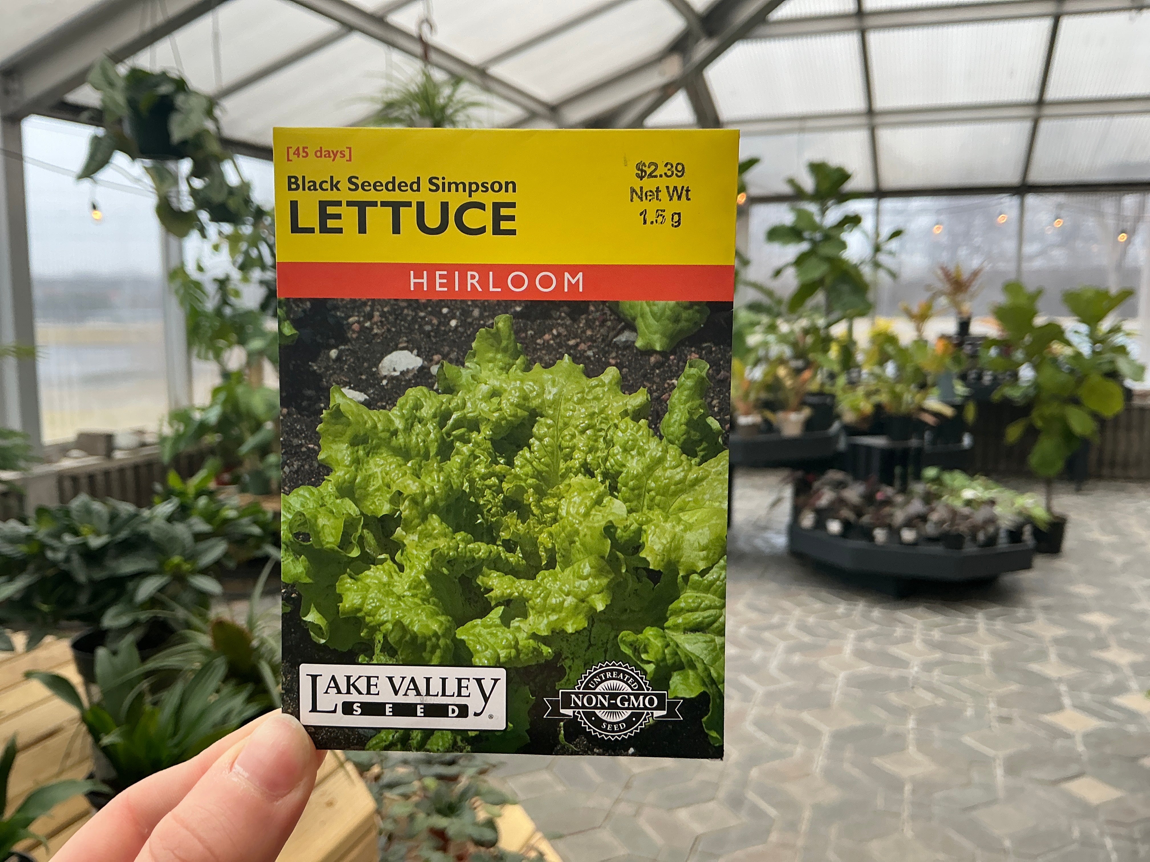 Lactuca | Leaf - Lettuce Seed - Berns Garden Center