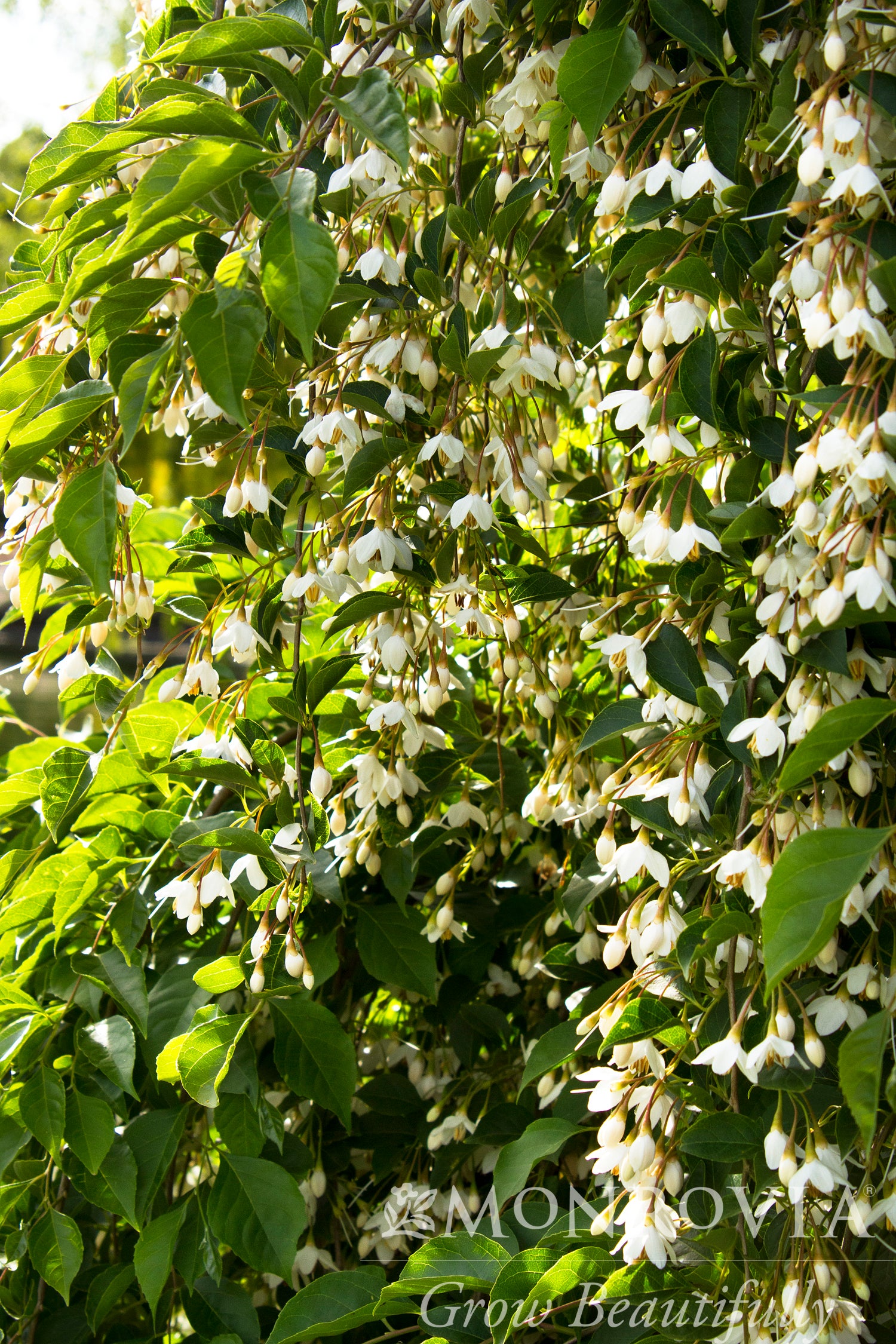 Styrax | Japanese Snowbell - Berns Garden Center