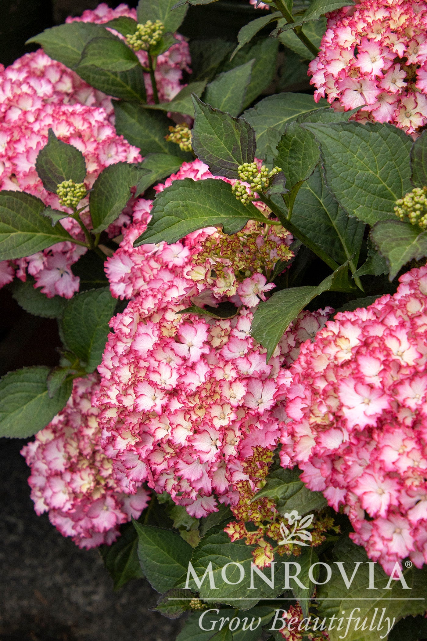 Hydrangea | Fire Island Bigleaf Hydrangea - 5 Gallon - Berns Garden Center