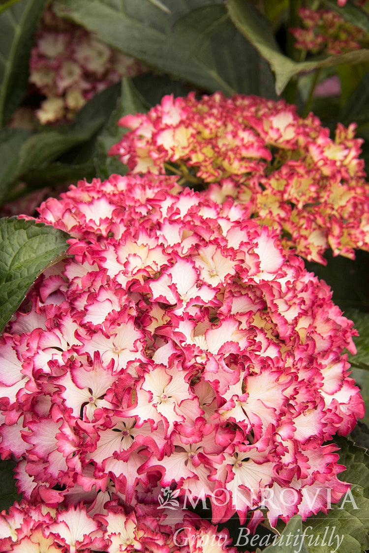 Hydrangea | Fire Island Bigleaf Hydrangea - 2 Gallon - Berns Garden Center