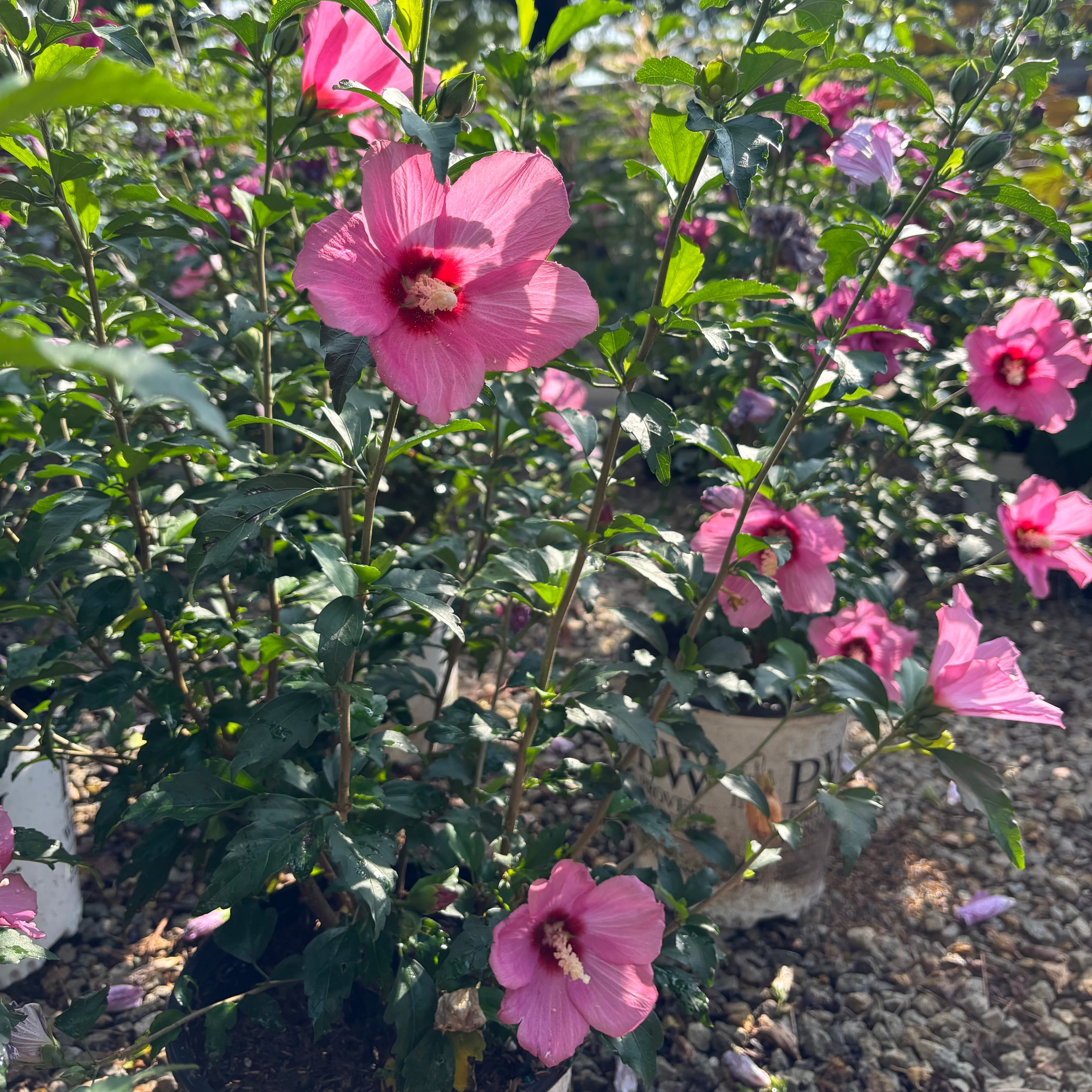 Hibiscus | Lil' Kim Red Rose of Sharon - 2 Gallon - Berns Garden Center