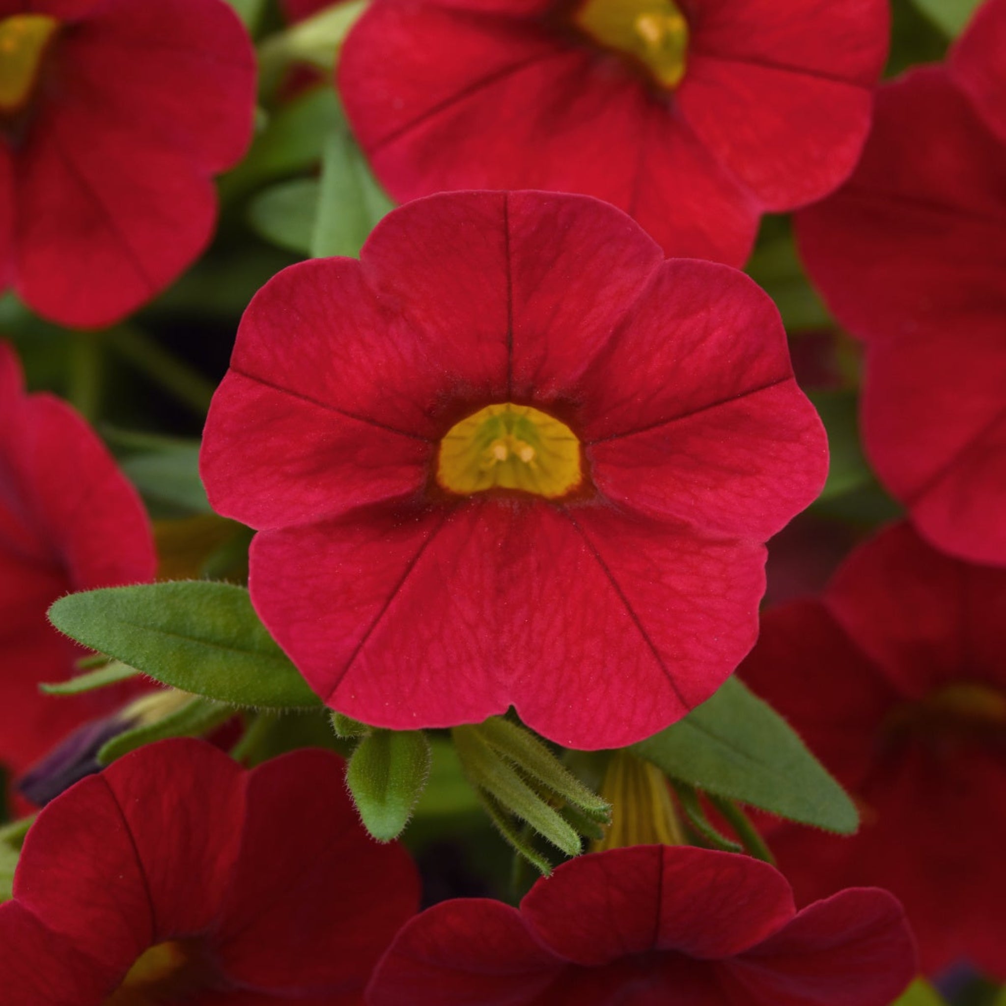 Calibrachoa | Cabaret Calibrachoa - Berns Garden Center