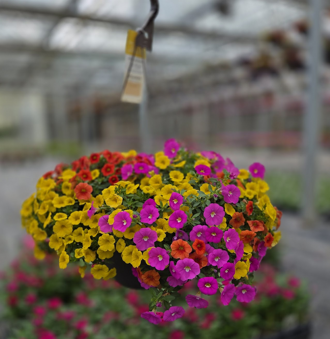 Calibrachoa | Calibrachoa Hanging Basket - Berns Garden Center