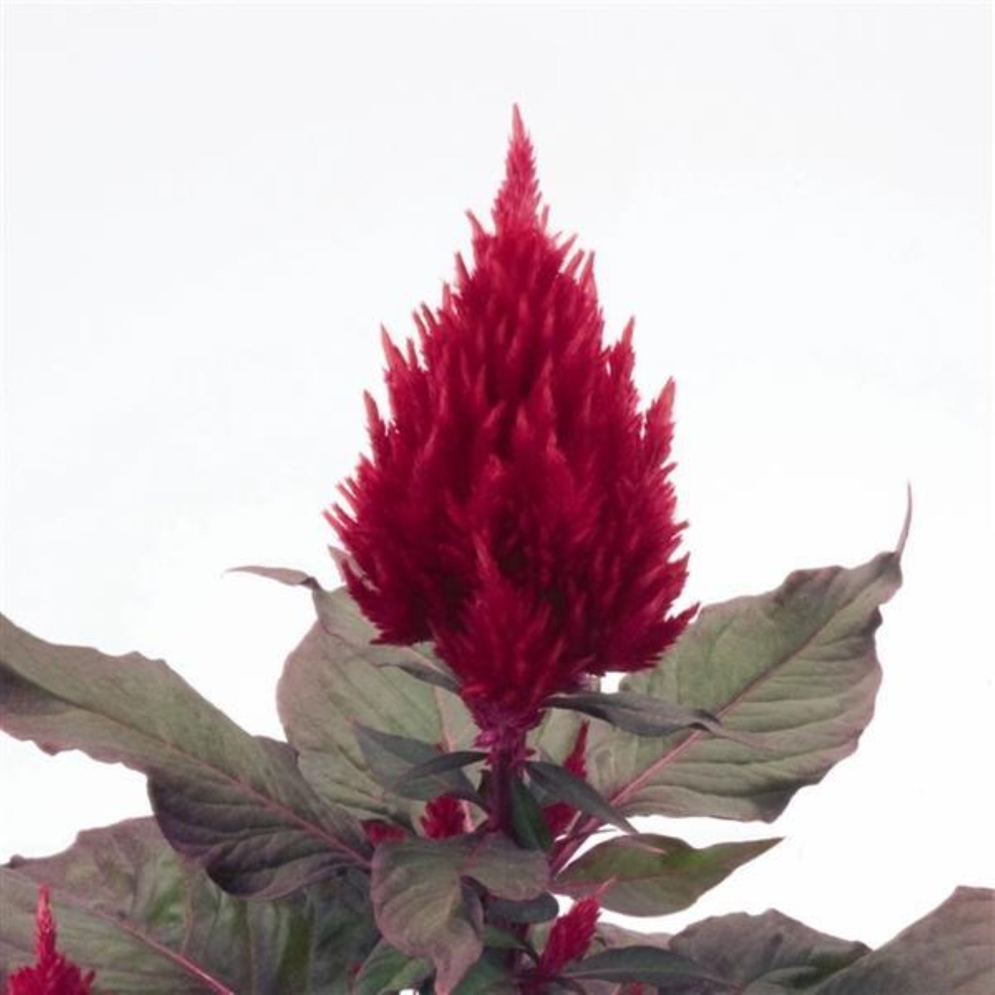 Celosia | Cockscomb - Berns Garden Center