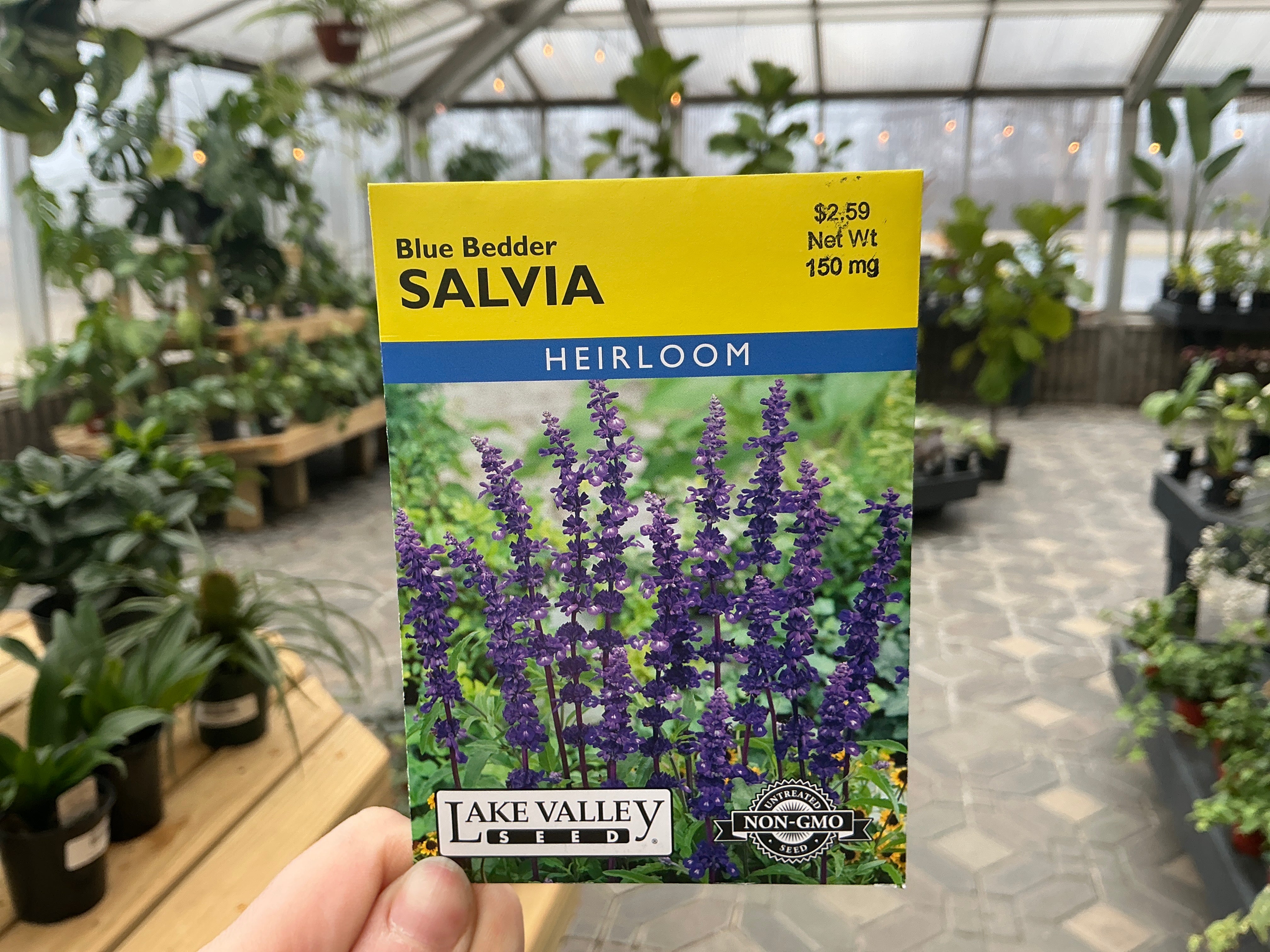 Salvia | Salvia Seed - Berns Garden Center