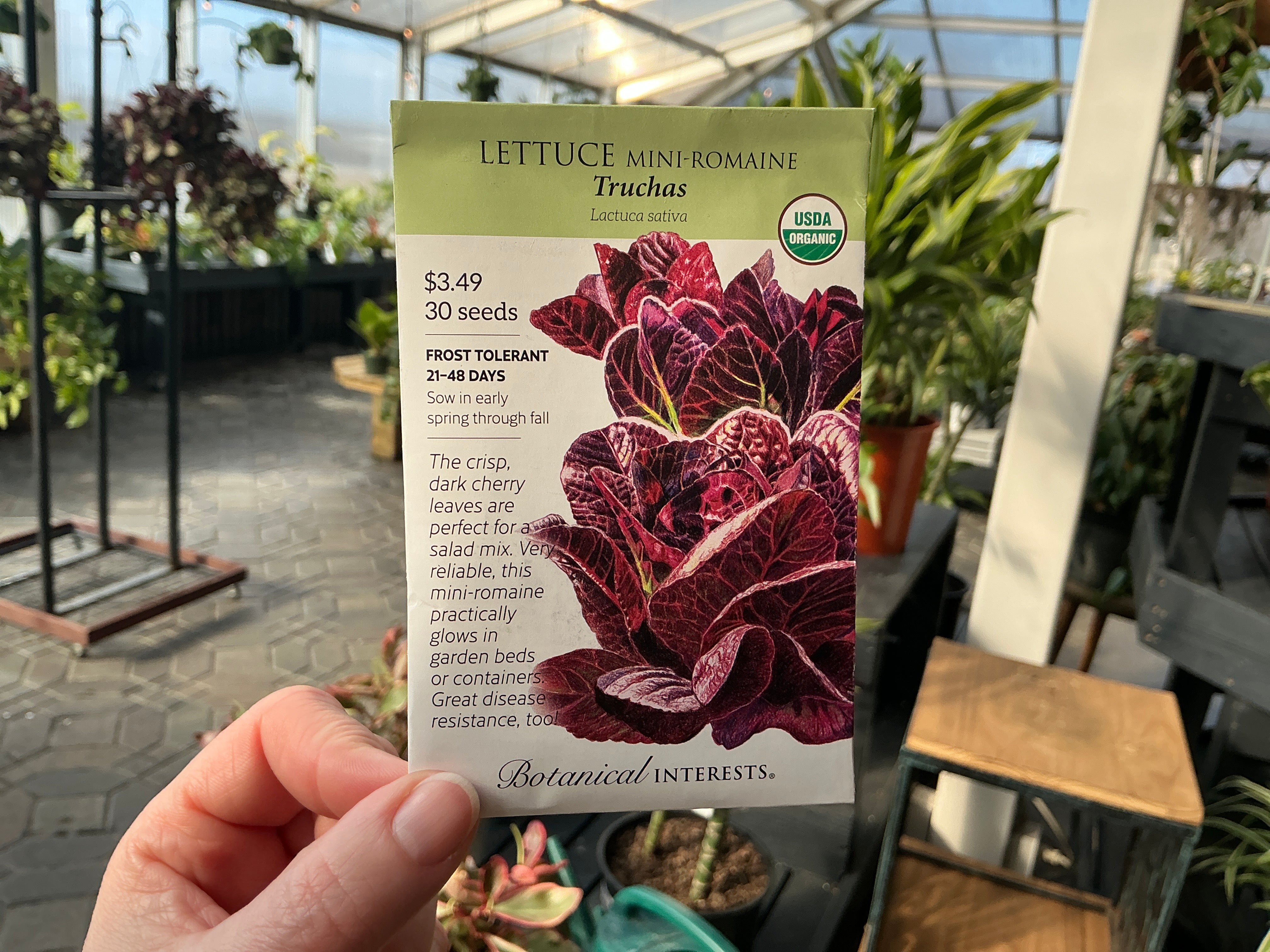 Lactuca | Mini Romaine - Lettuce Organic Seed - Berns Garden Center