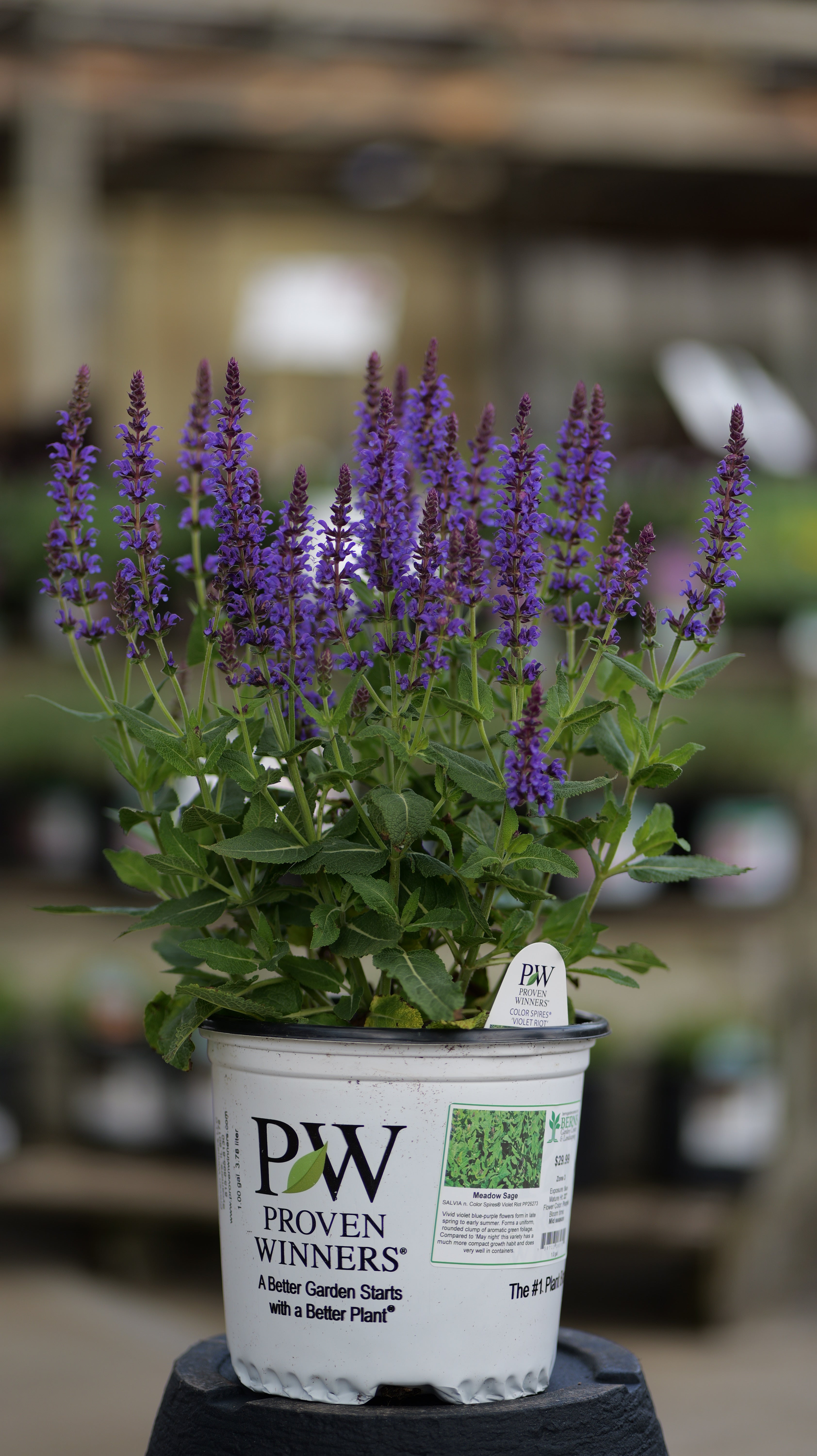Salvia | Violet Riot Meadow Sage - 1 Gallon - Berns Garden Center