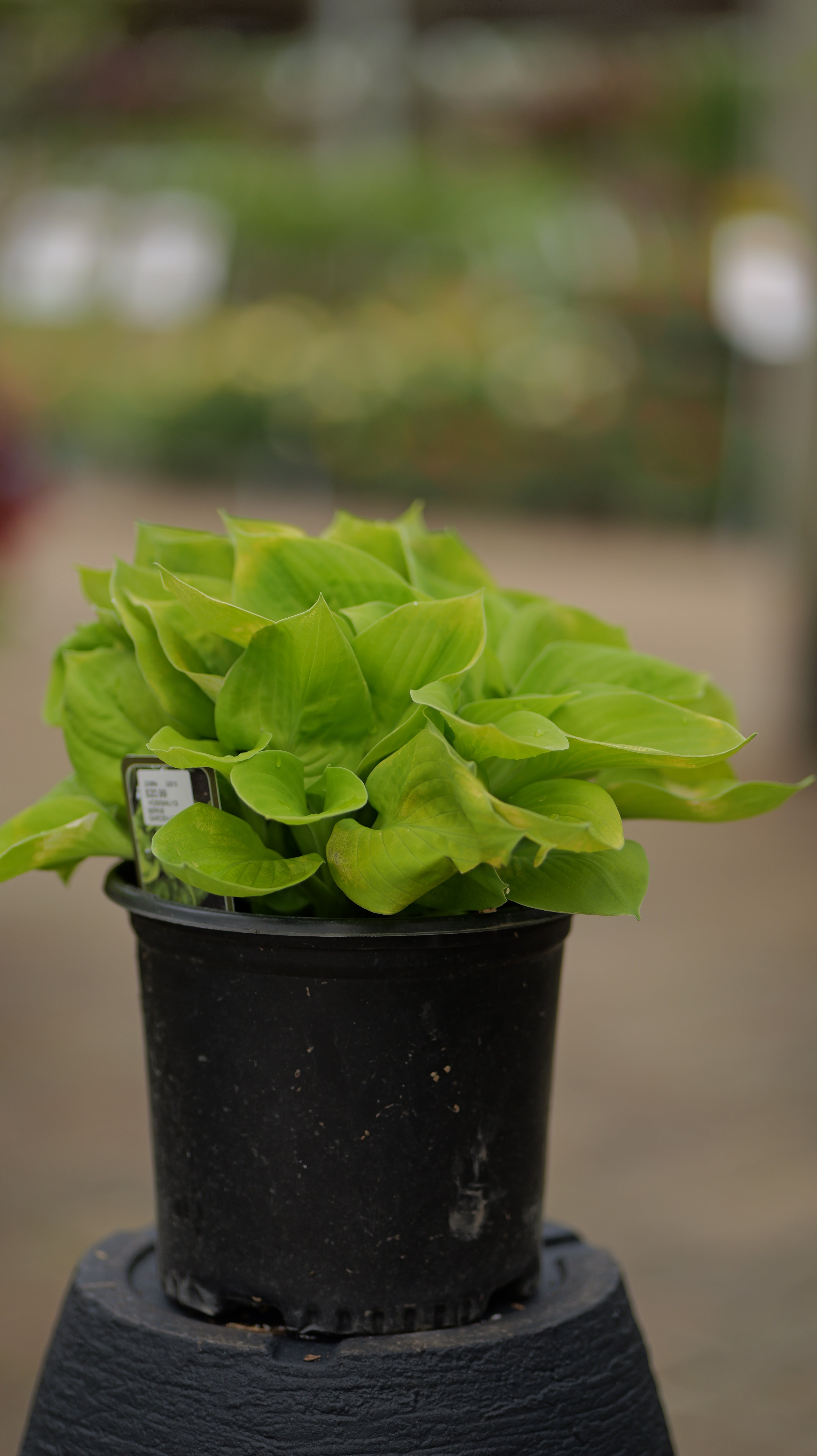 Hosta | Maui Buttercups Hosta - 1 Gallon - Berns Garden Center
