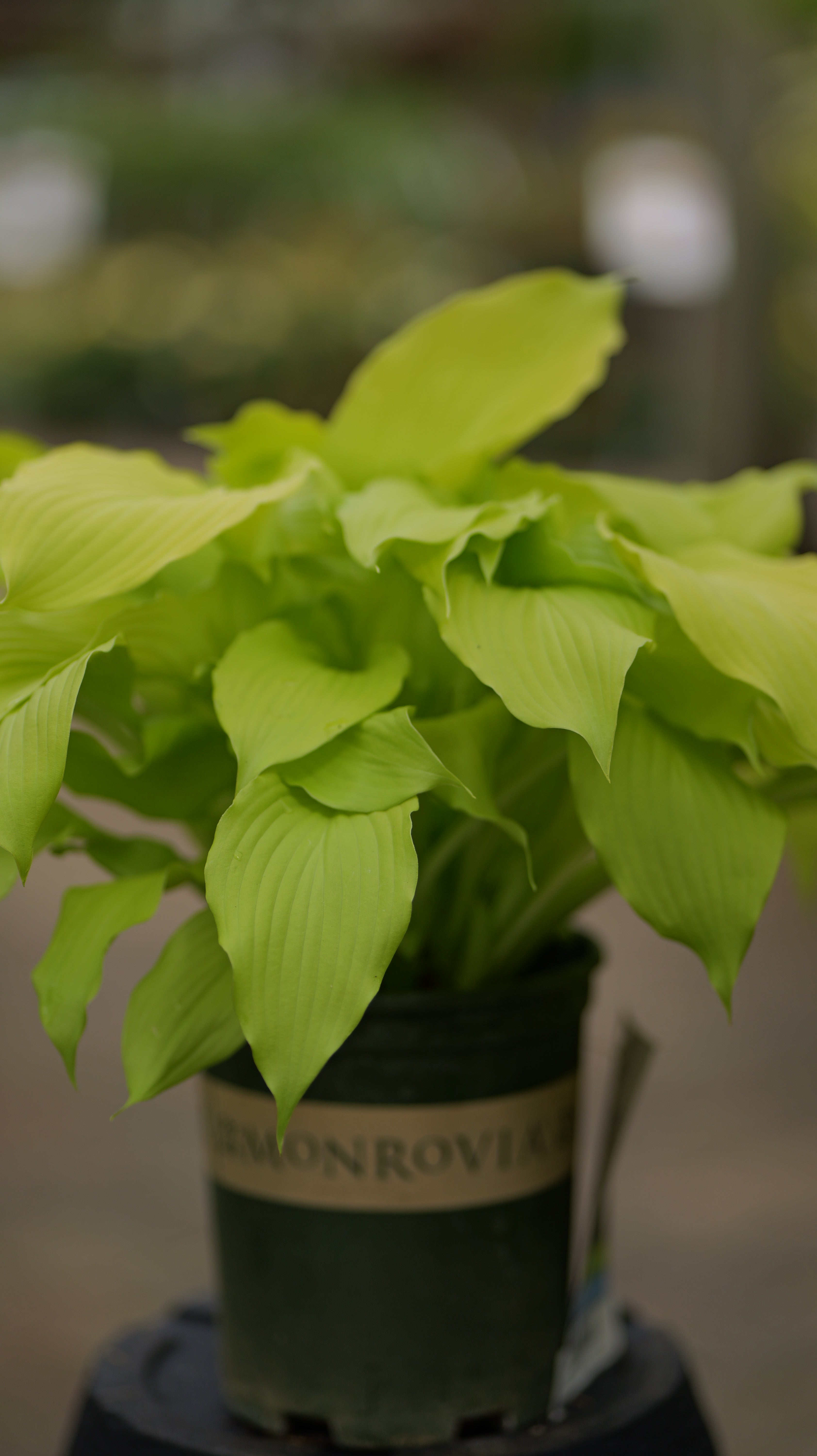 Hosta | Dancing Queen Hosta - 1 Gallon - Berns Garden Center