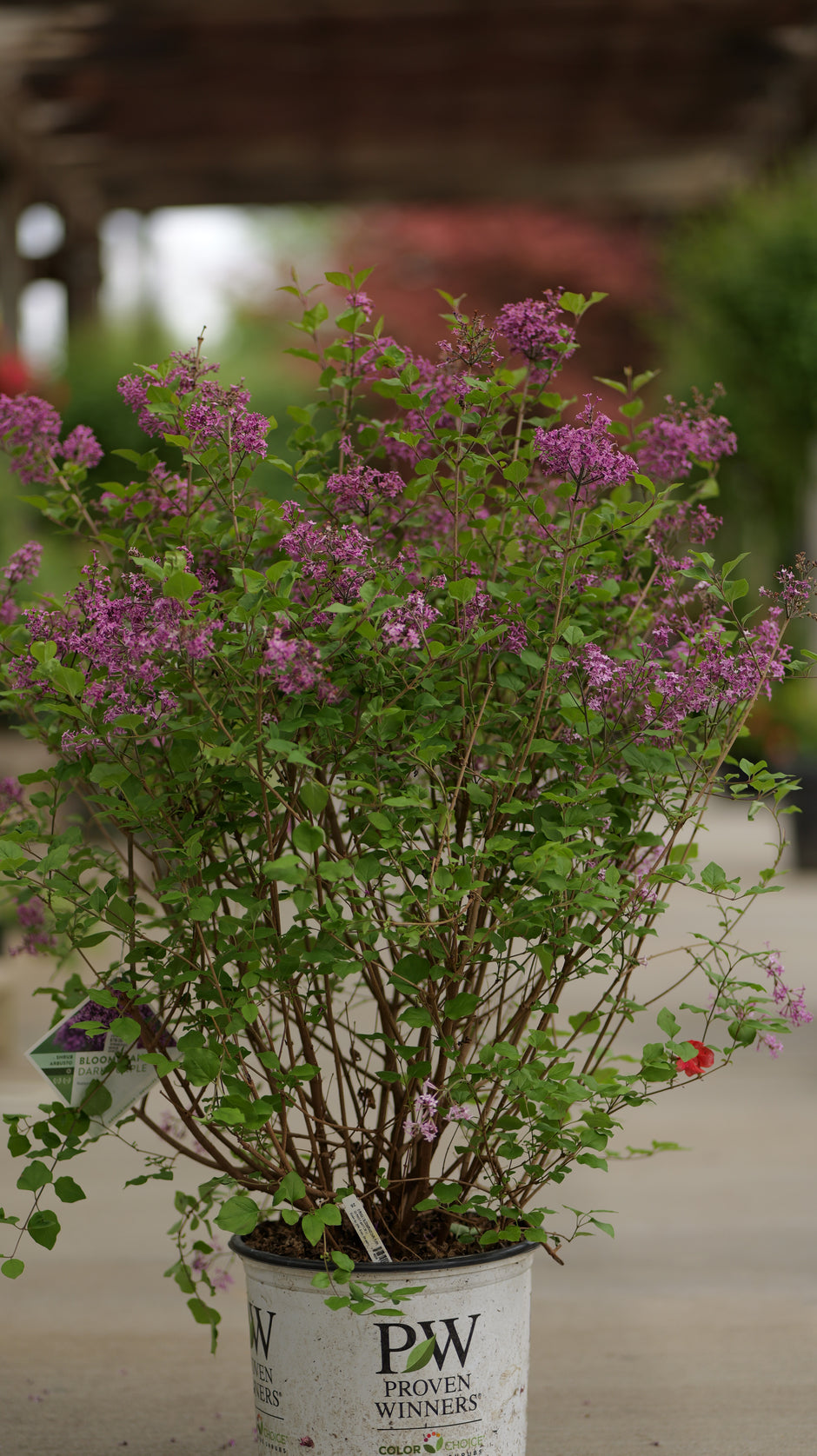 Lilac & Dogwood Signature Collection - Berns Garden Center
