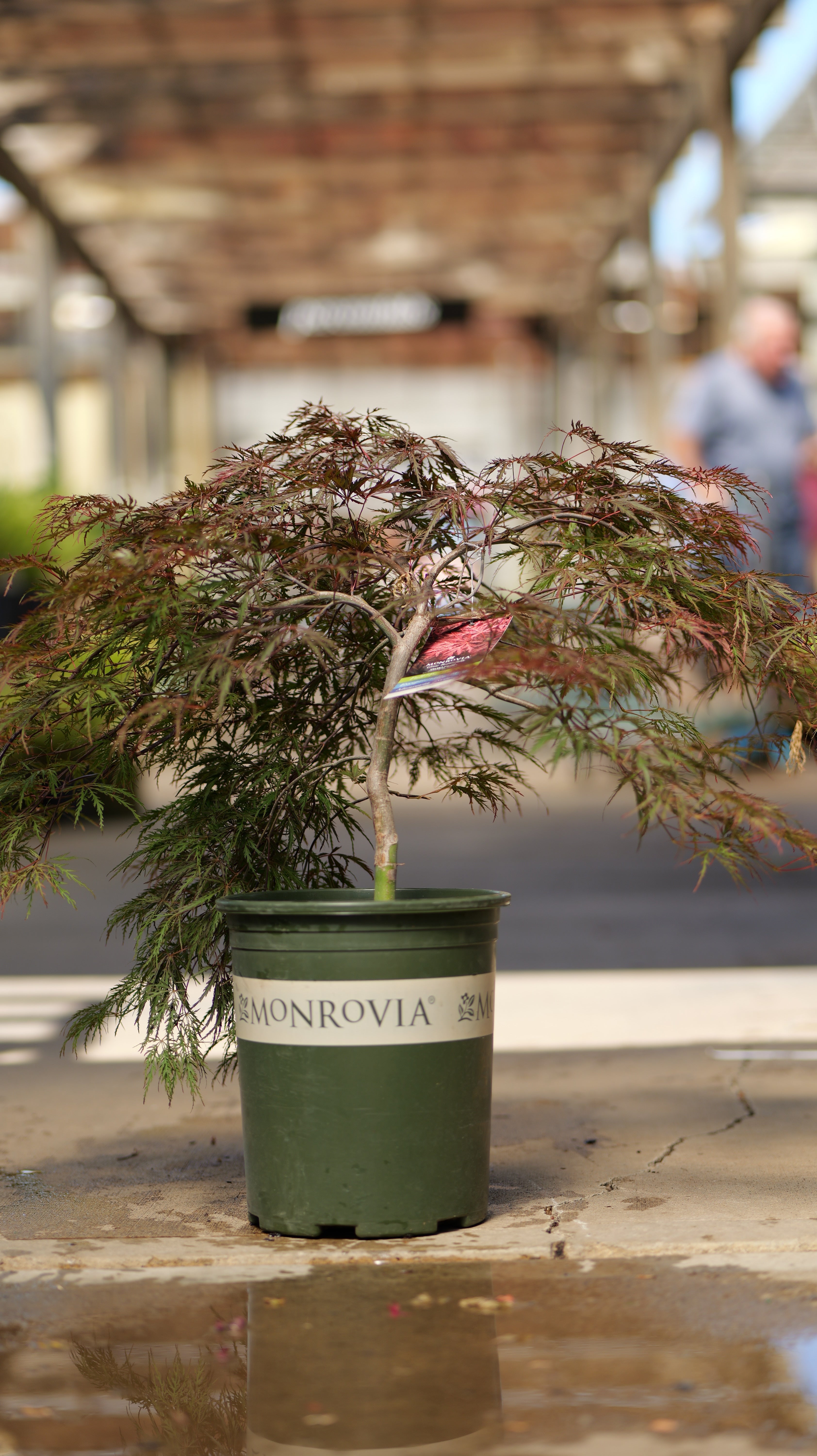 Acer | Velvet Viking Japanese Maple - 5 Gallon - Berns Garden Center