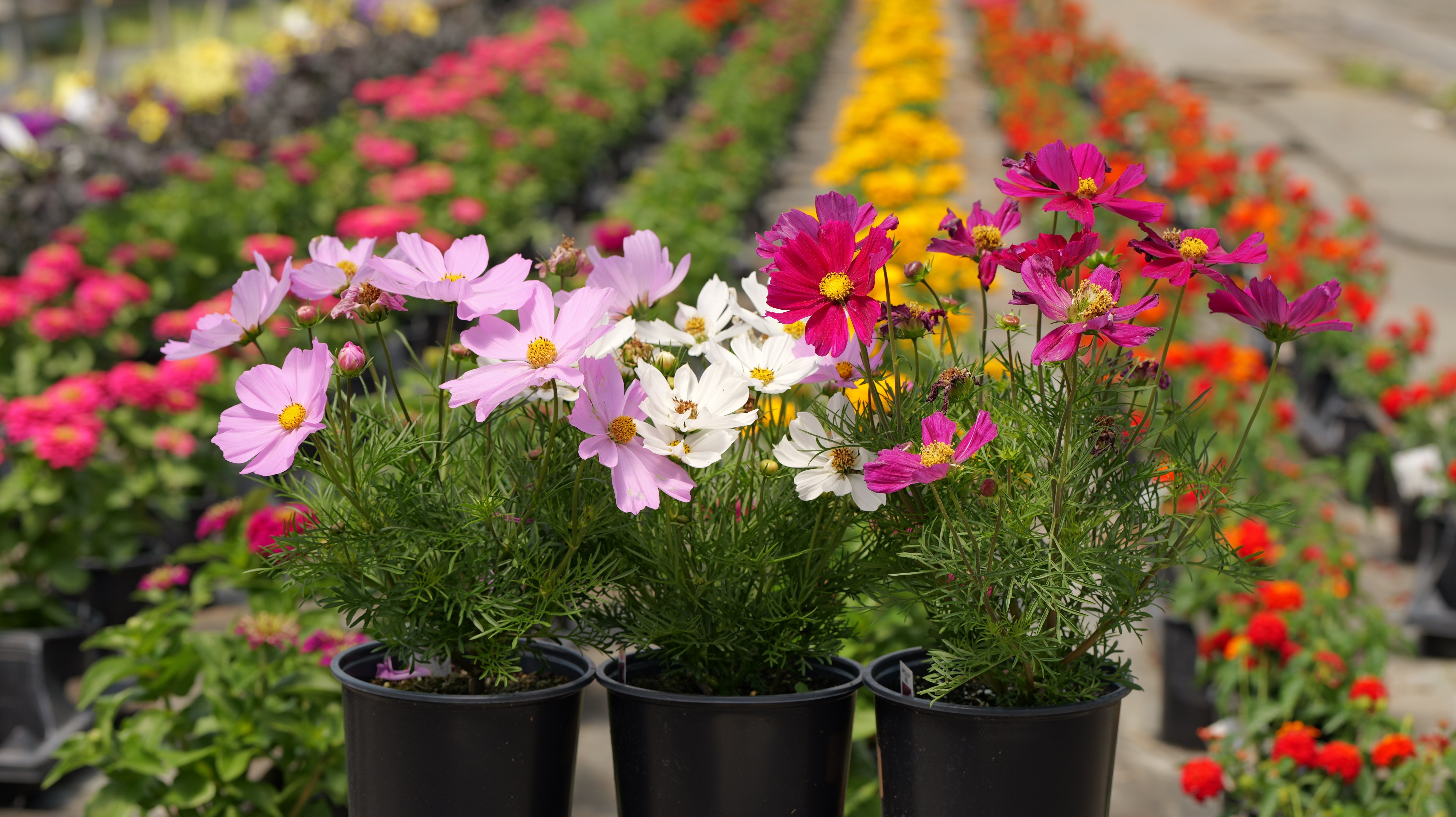 Cosmos | Apollo - 1 Gallon - Berns Garden Center