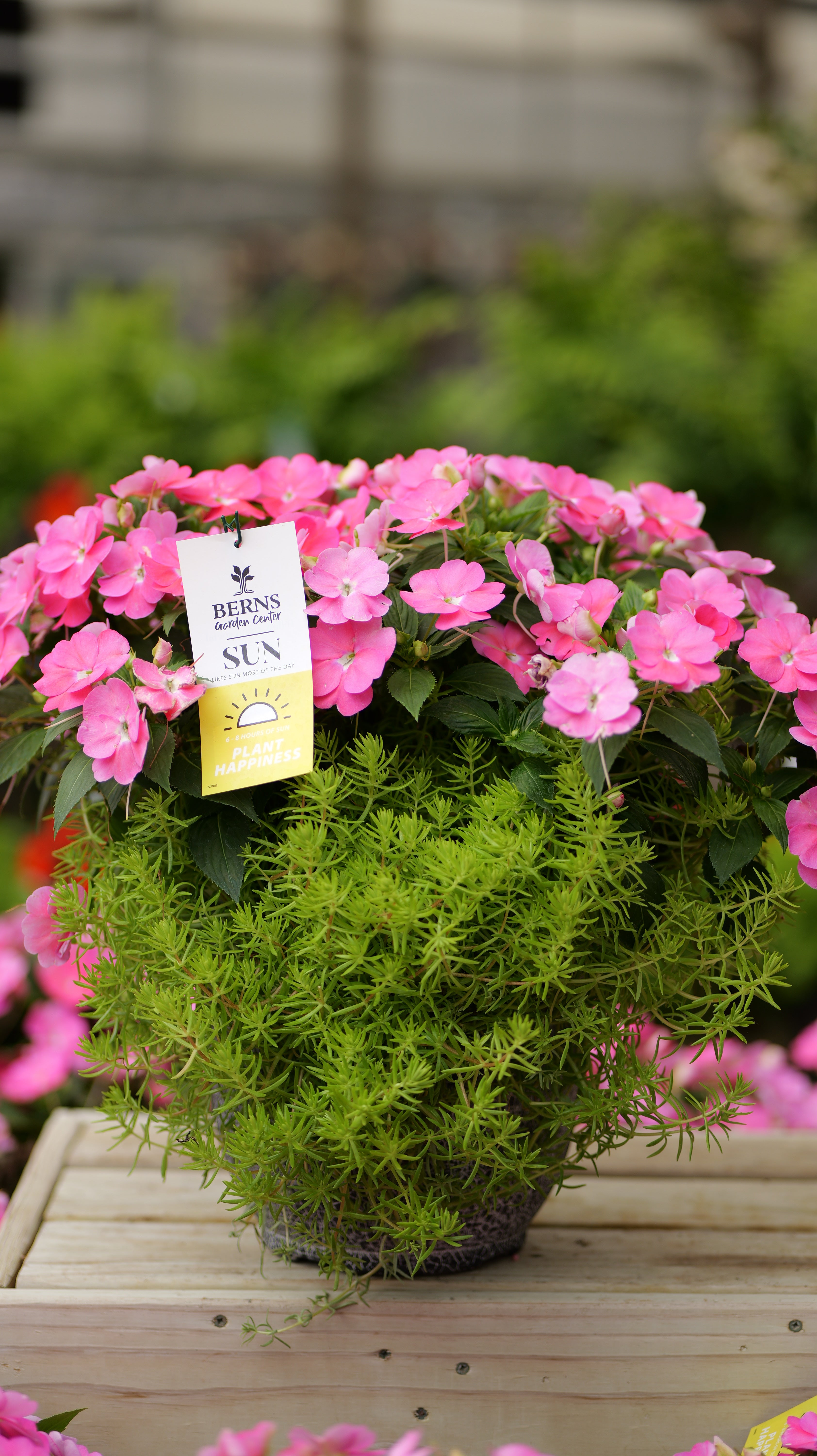 Impatiens | Combination Patio Pot - Berns Garden Center