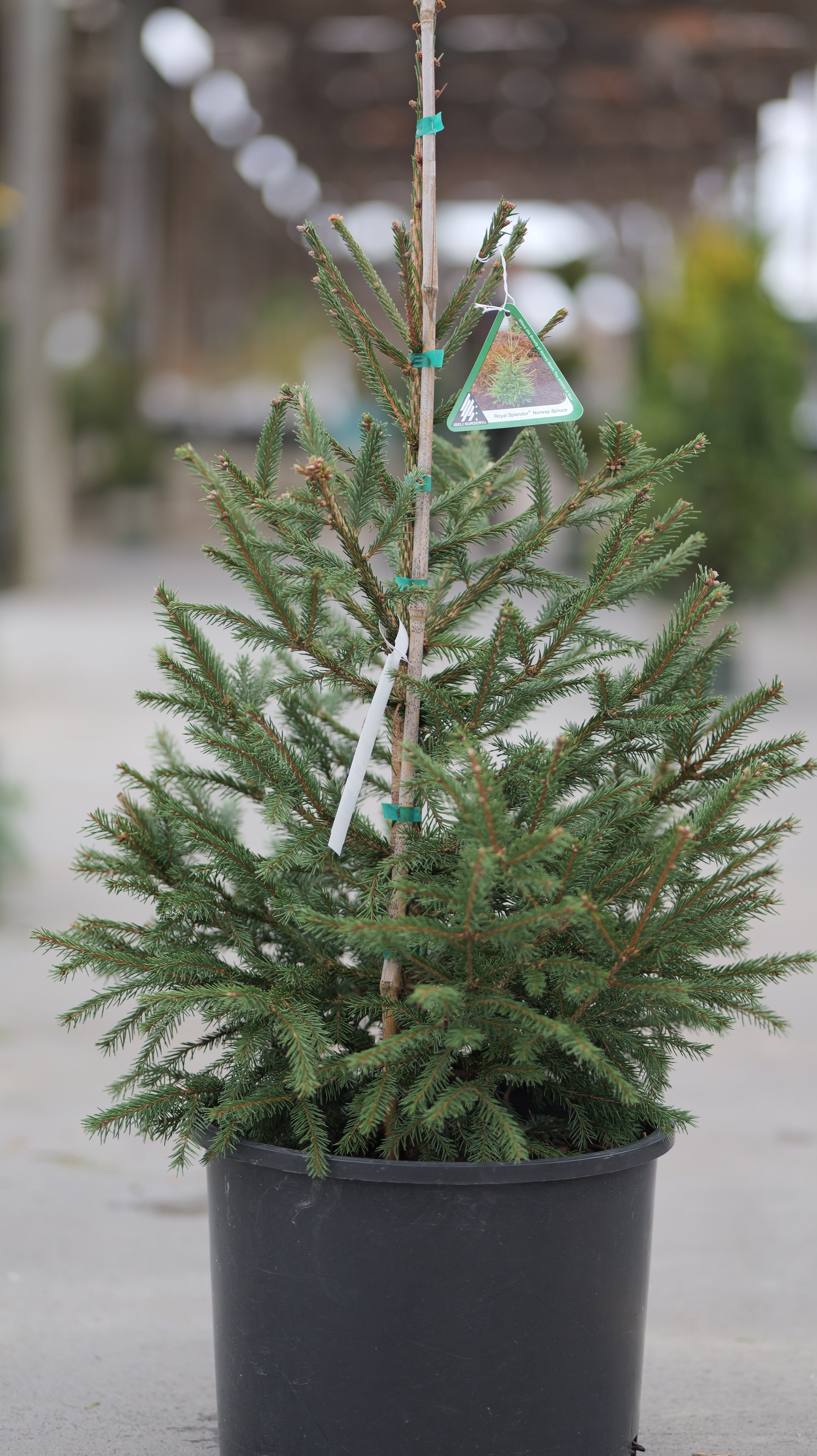 Picea | Royal Splendor Norway Spruce - 6 Gallon - Berns Garden Center