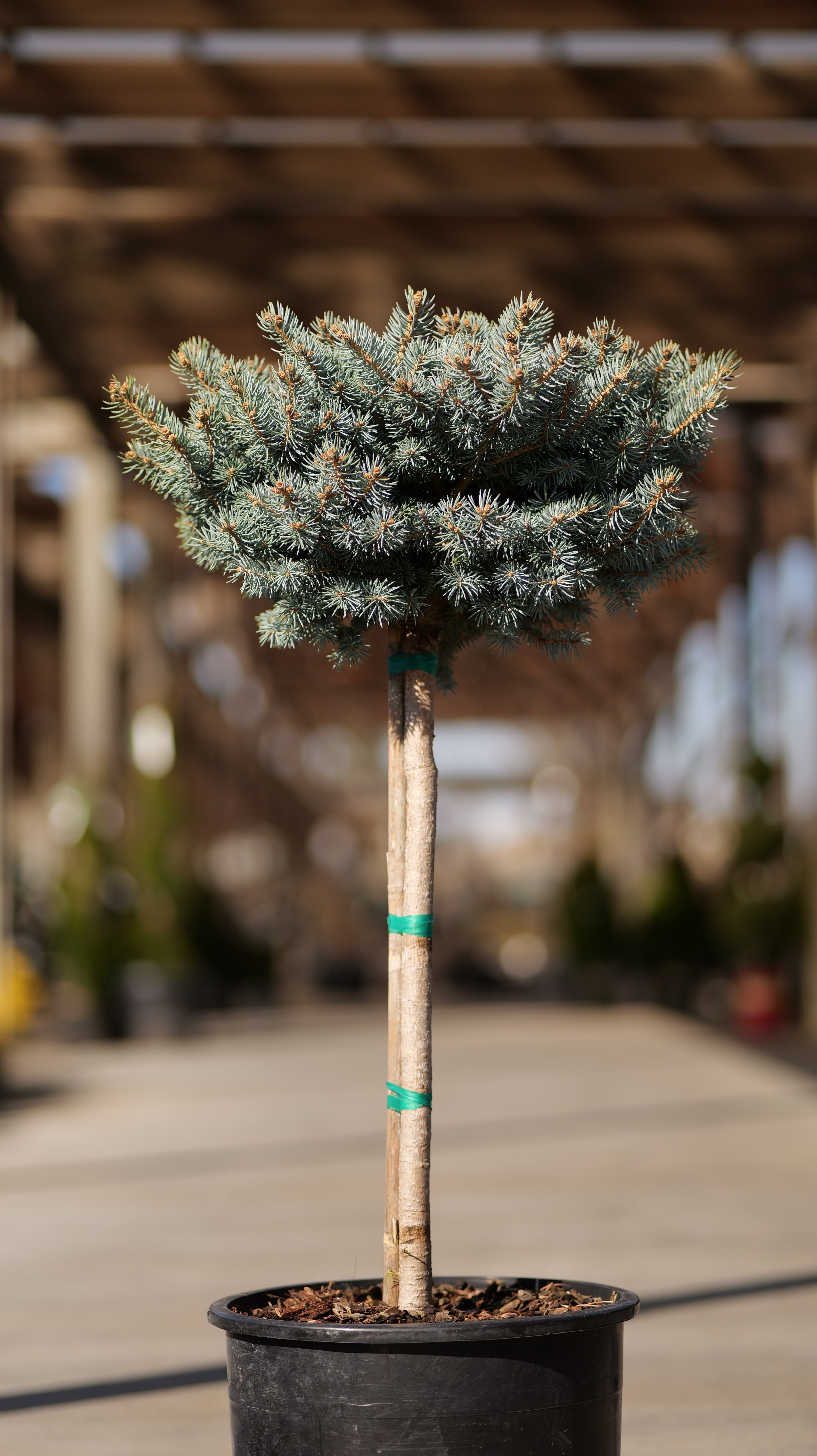 Picea | Montgomery Blue Spruce | Tree Form - 6 Gallon - Berns Garden Center
