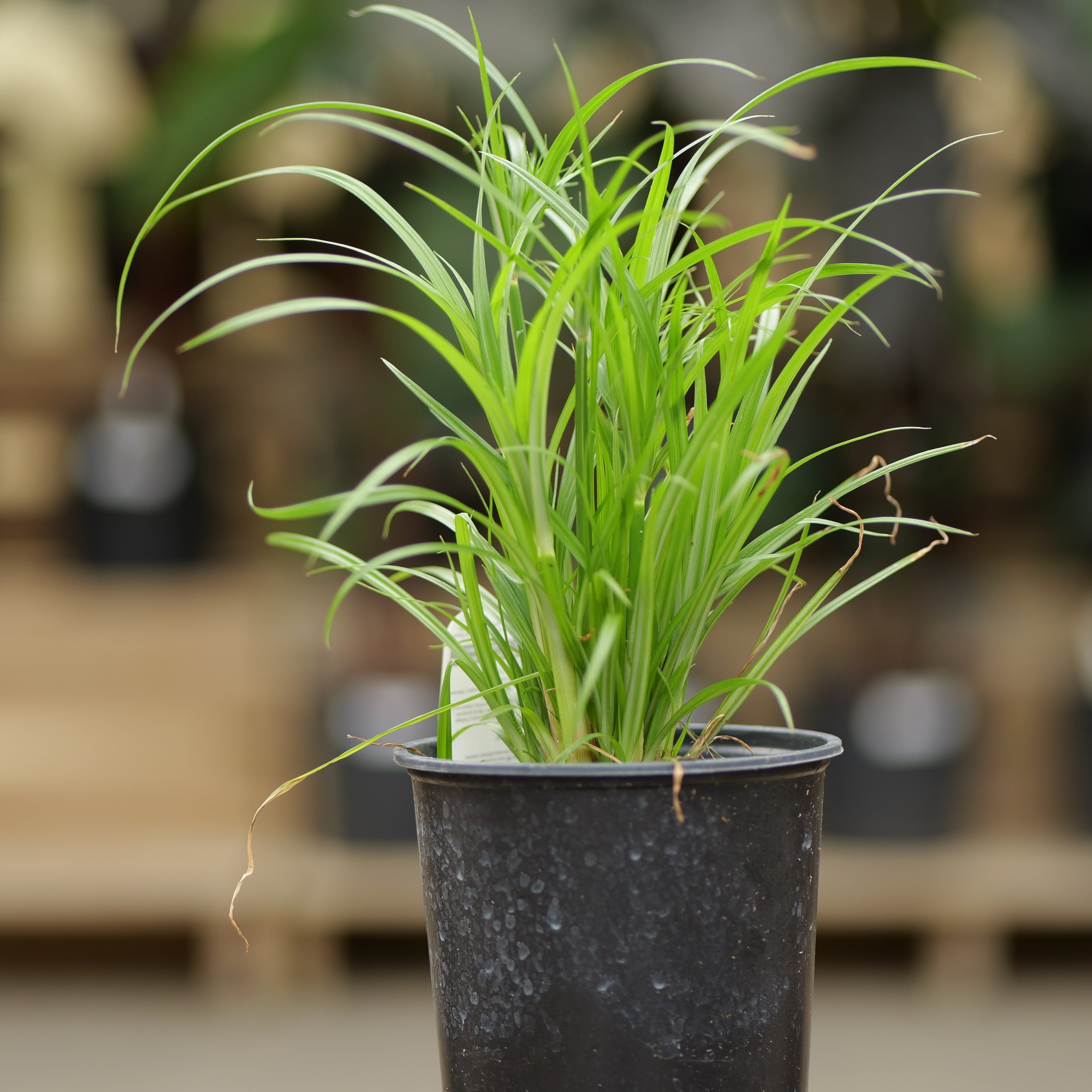 Cyperus | Prince Tut Grass - 1 Gallon - Berns Garden Center