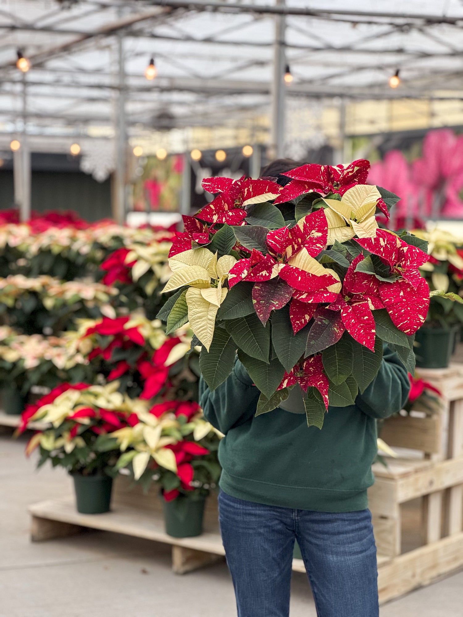 Middletown Berns Garden Center | Locally Grown Plants, Landscaping ...