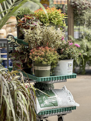 What's New - Berns Garden Center