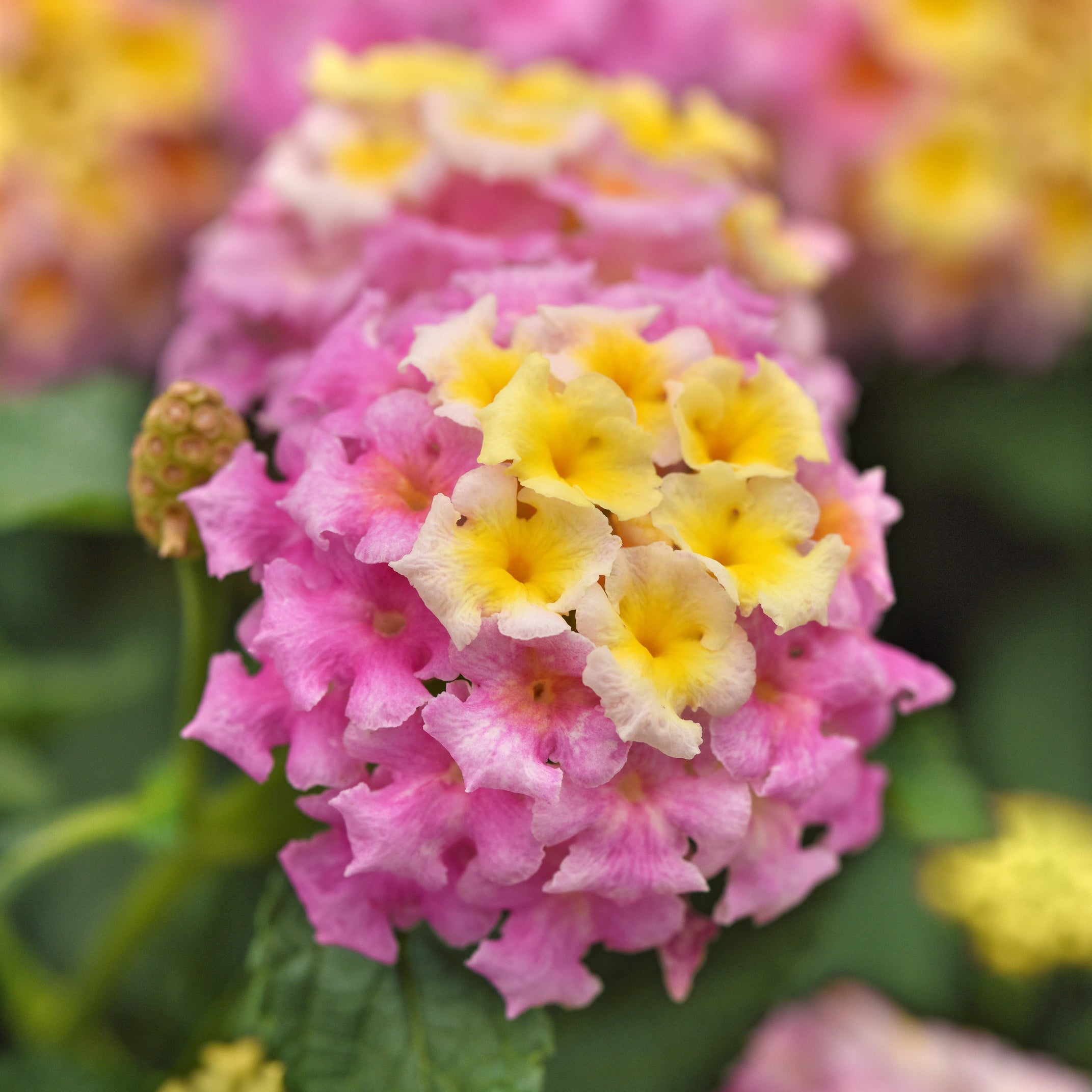 Weekly Plant Specials | Berns Garden Center - Berns Garden Center