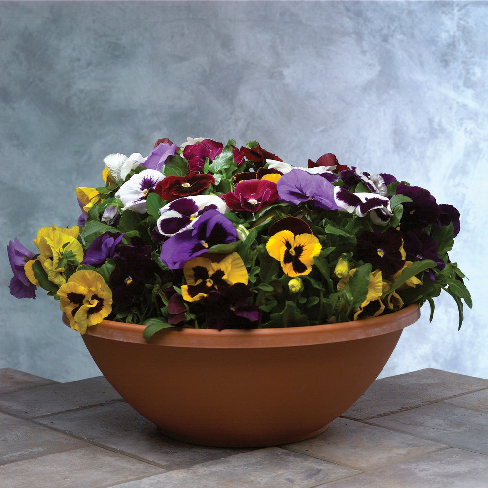 Pansy | Majestic Giants - 12 Inch Bowl - Berns Garden Center
