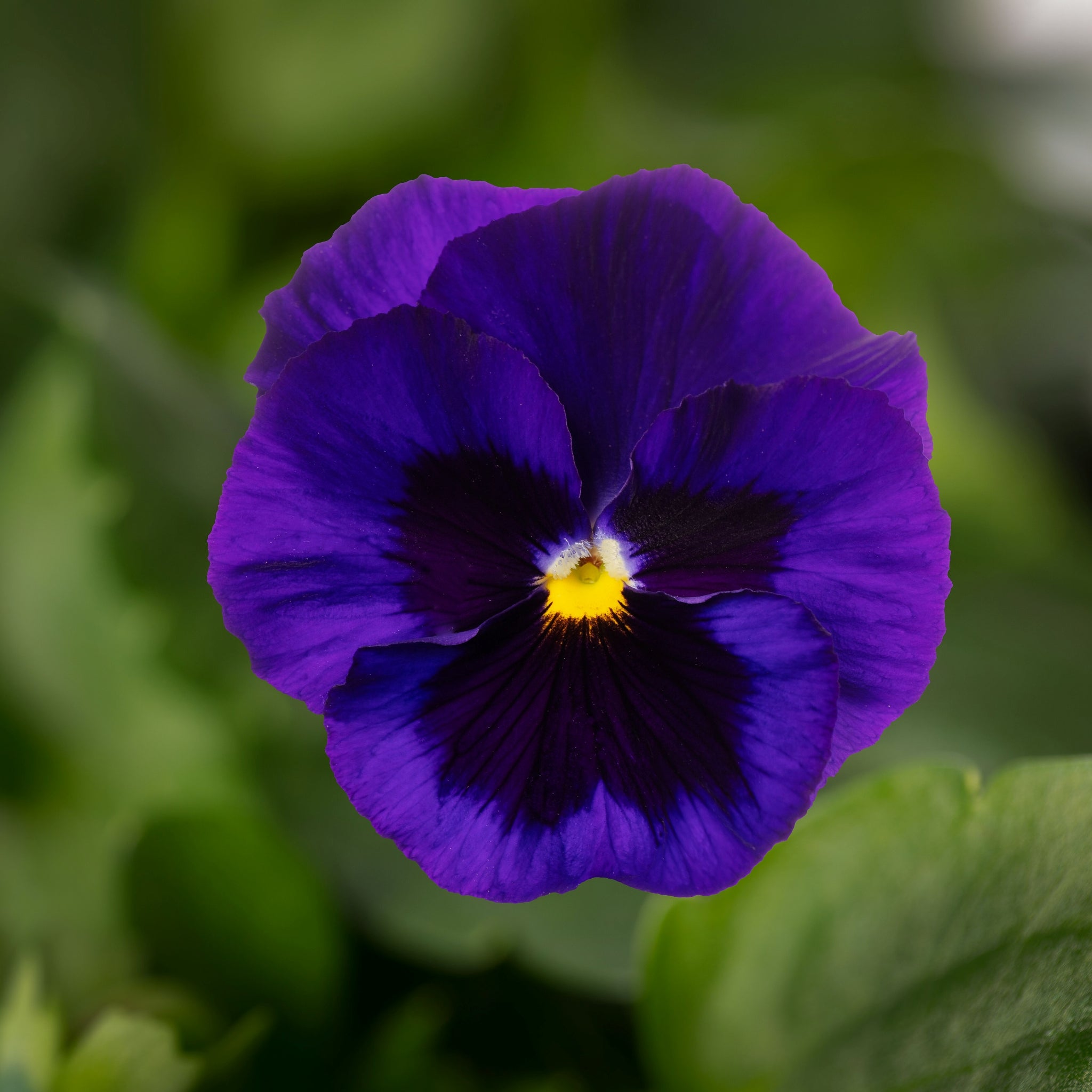 Pansy | Colossus Pansy - Berns Garden Center